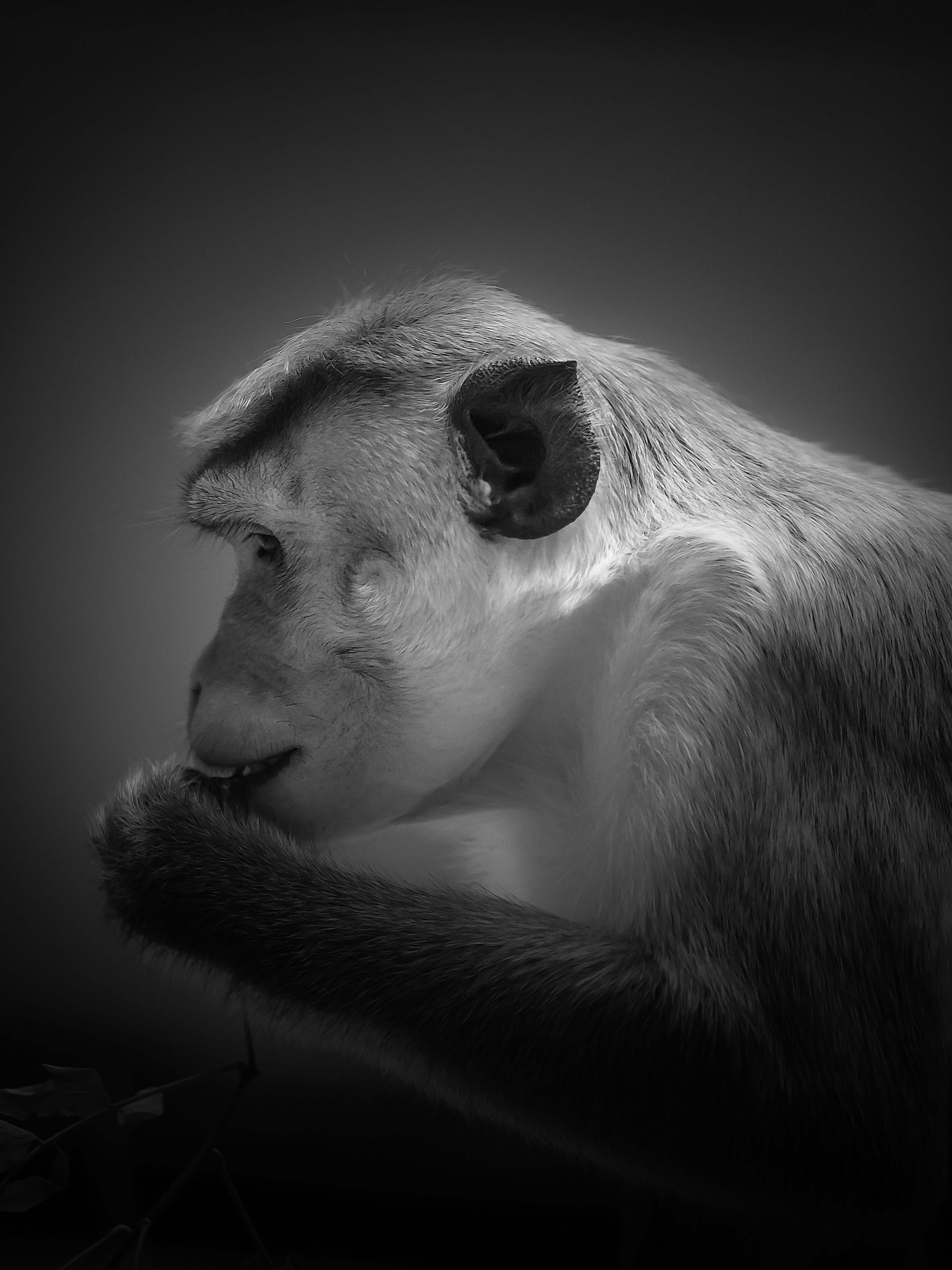Monkey With Dog Photos, Download The BEST Free Monkey With Dog Stock ...
