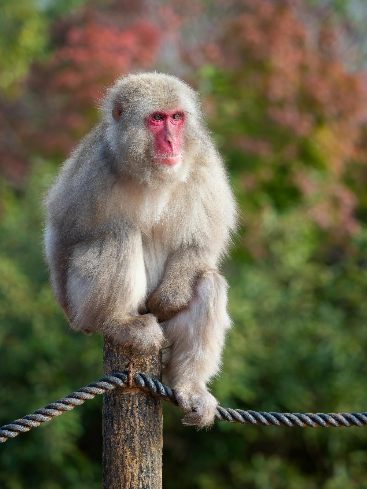 Japanese Macaque Photos, Download The BEST Free Japanese Macaque Stock ...
