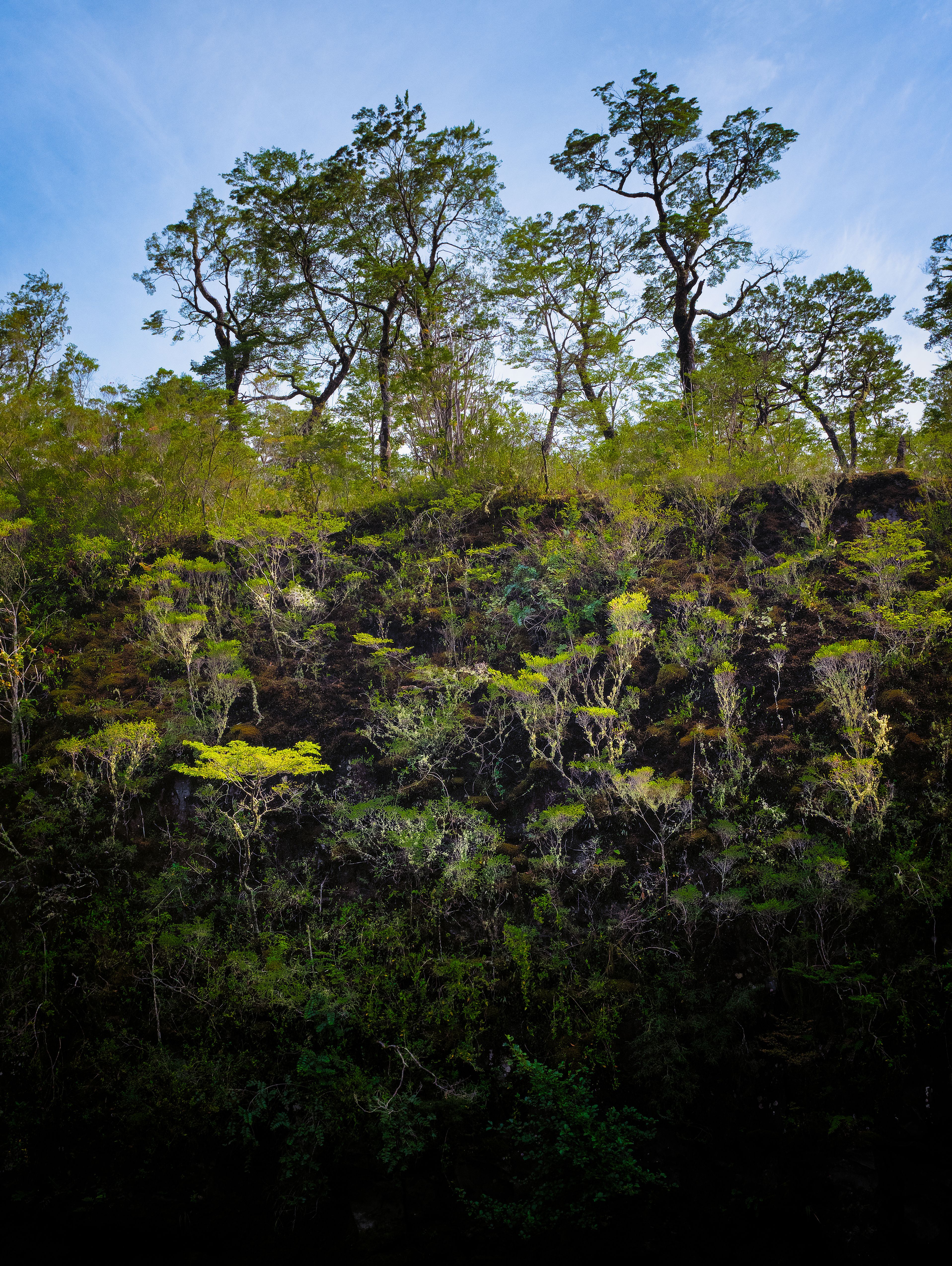 Trees on a Cliff · Free Stock Photo