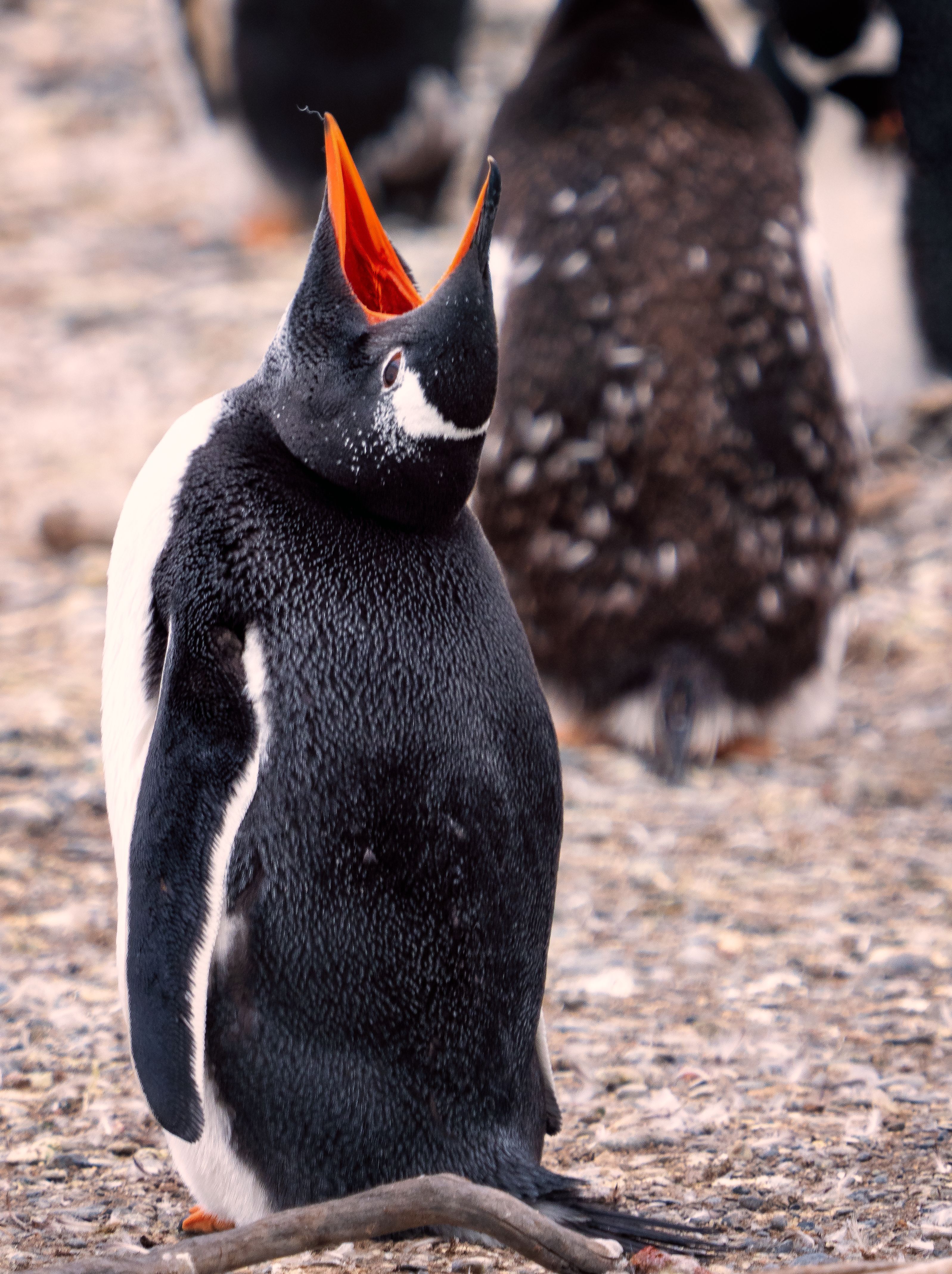 Black Penguin Opening Its Beak · Free Stock Photo