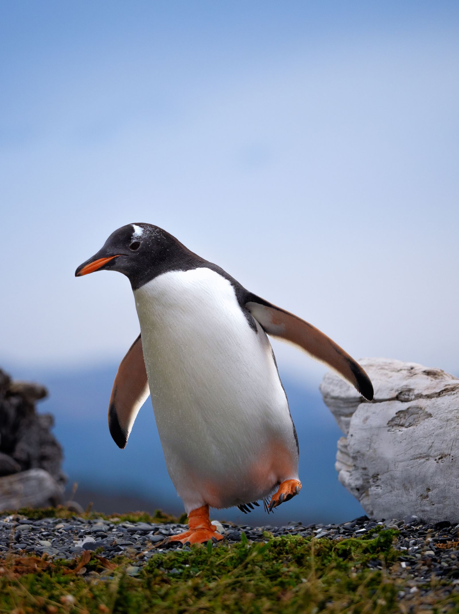 Animated Penguin Photos, Download The BEST Free Animated Penguin Stock ...