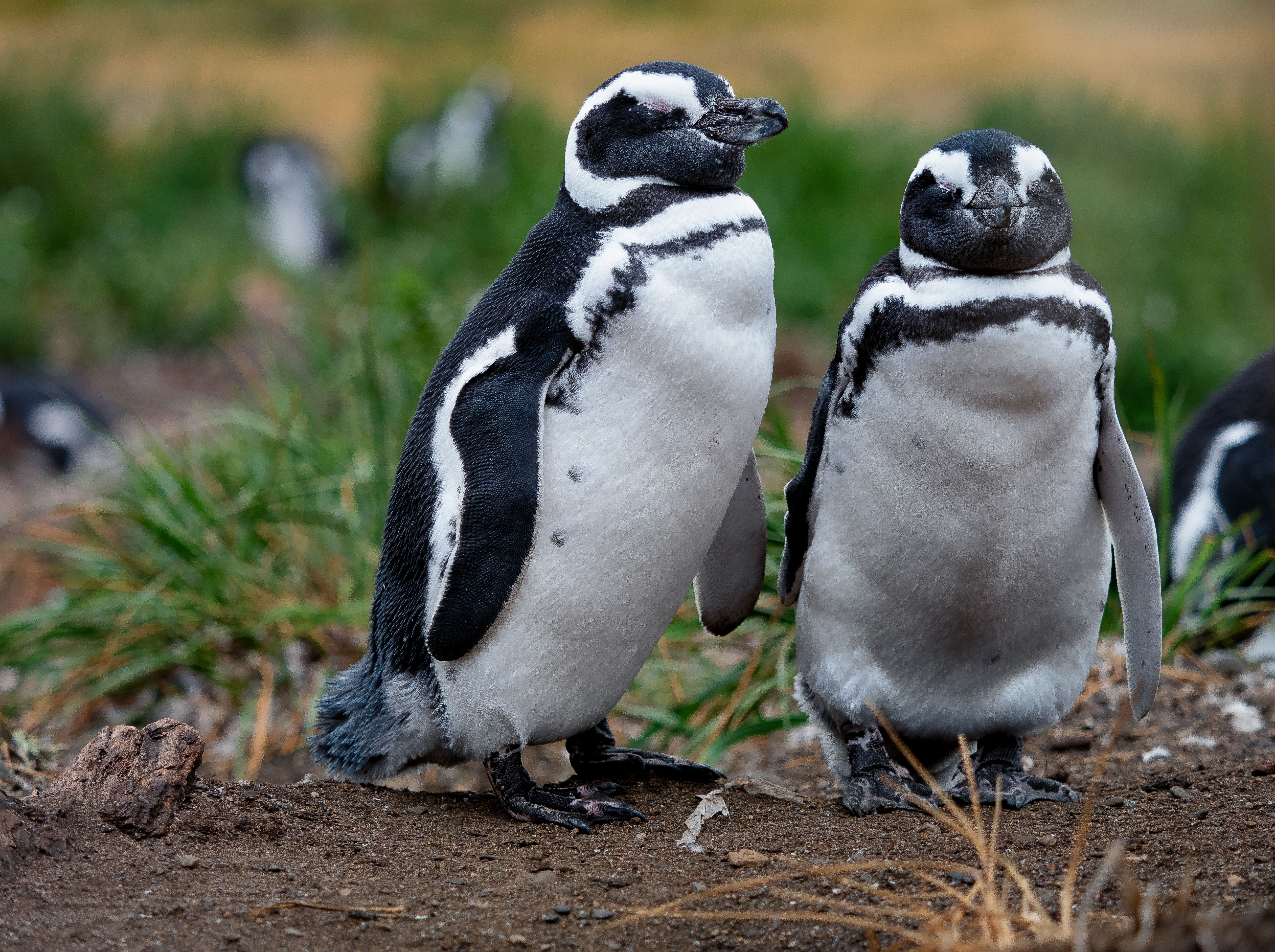 Magellanic Penguins · Free Stock Photo