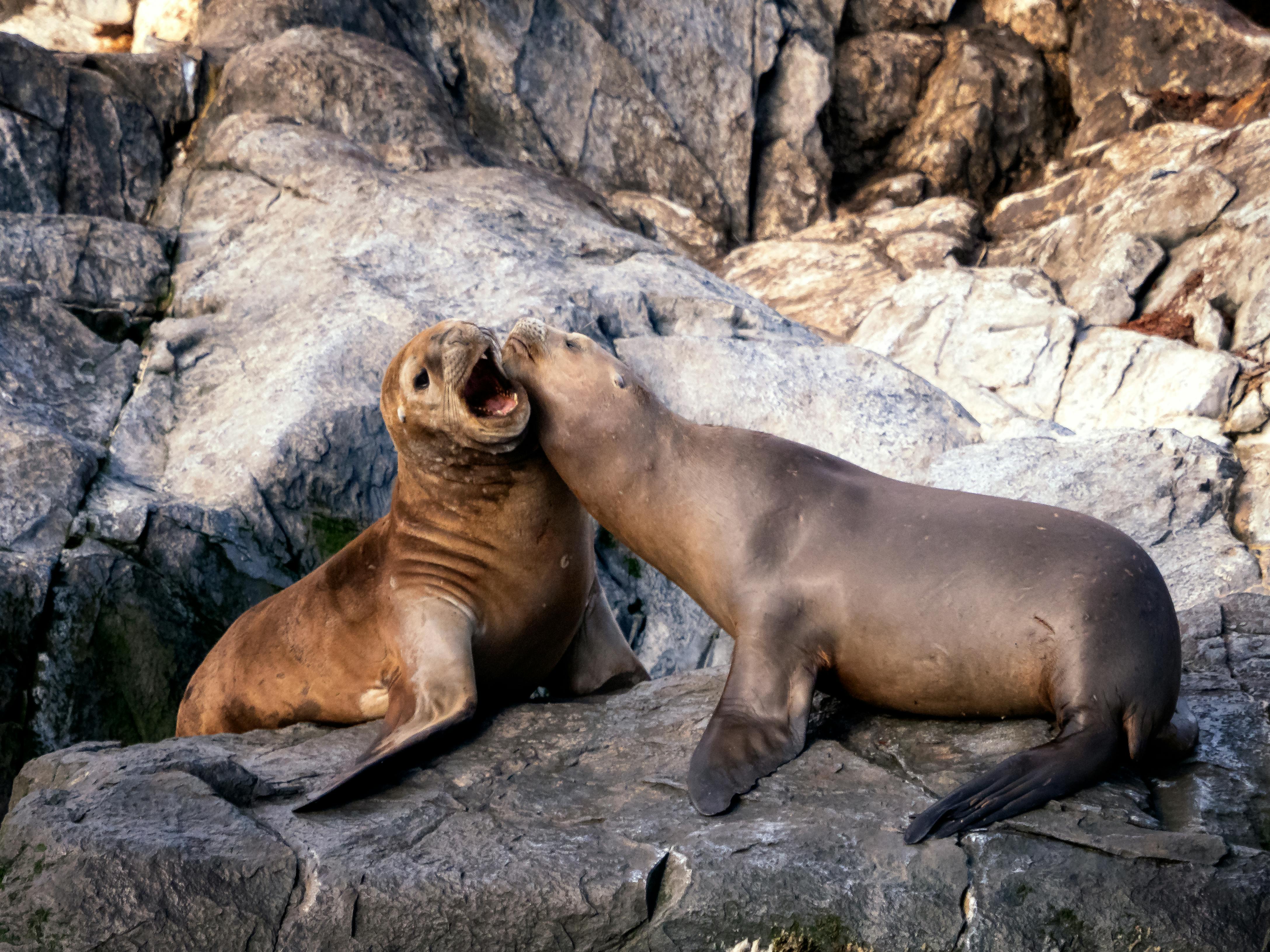 Hummingbird Seals Crofts Song Photos, Download The BEST Free ...