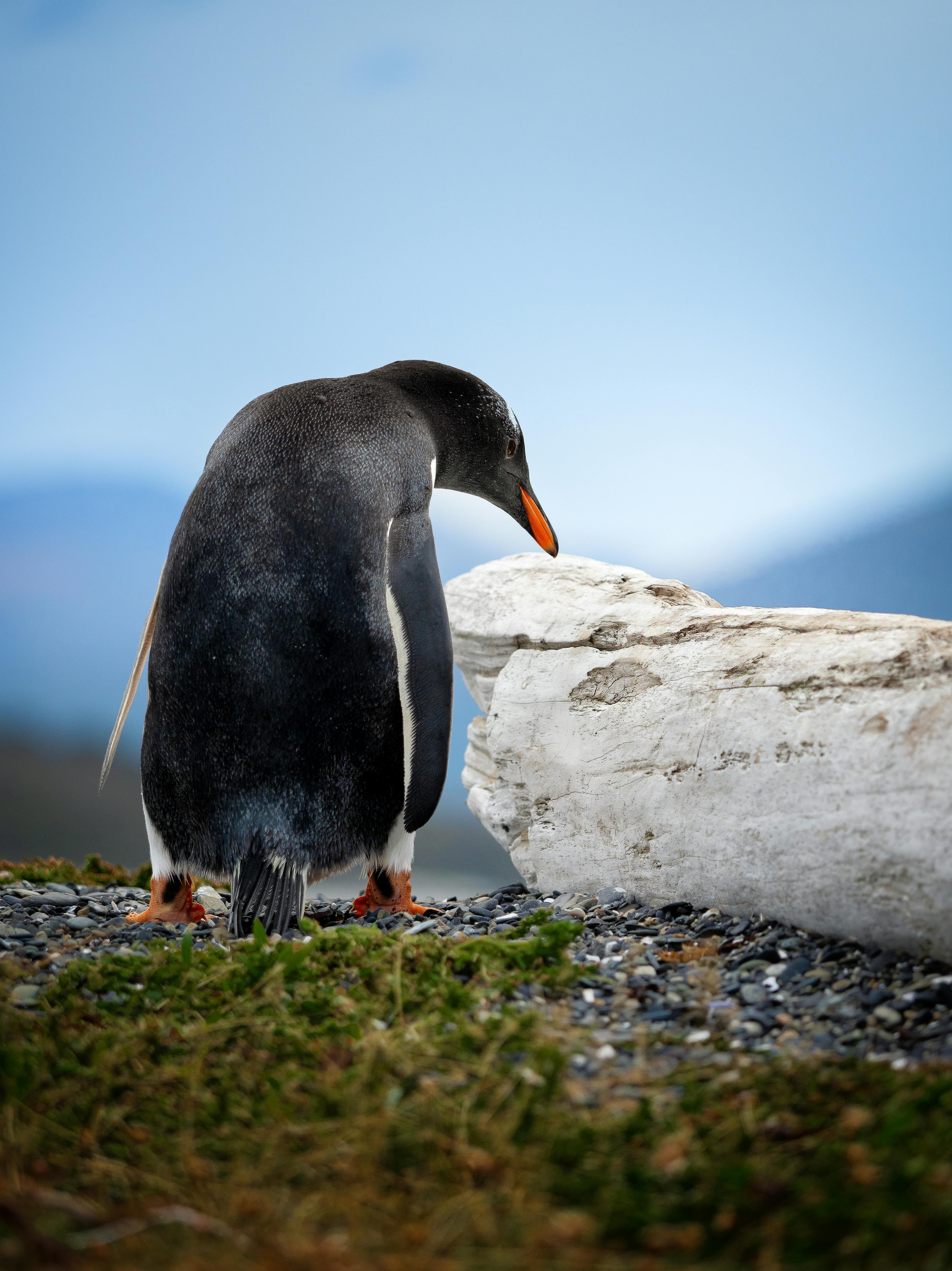 Back View of Gentoo Penguin · Free Stock Photo