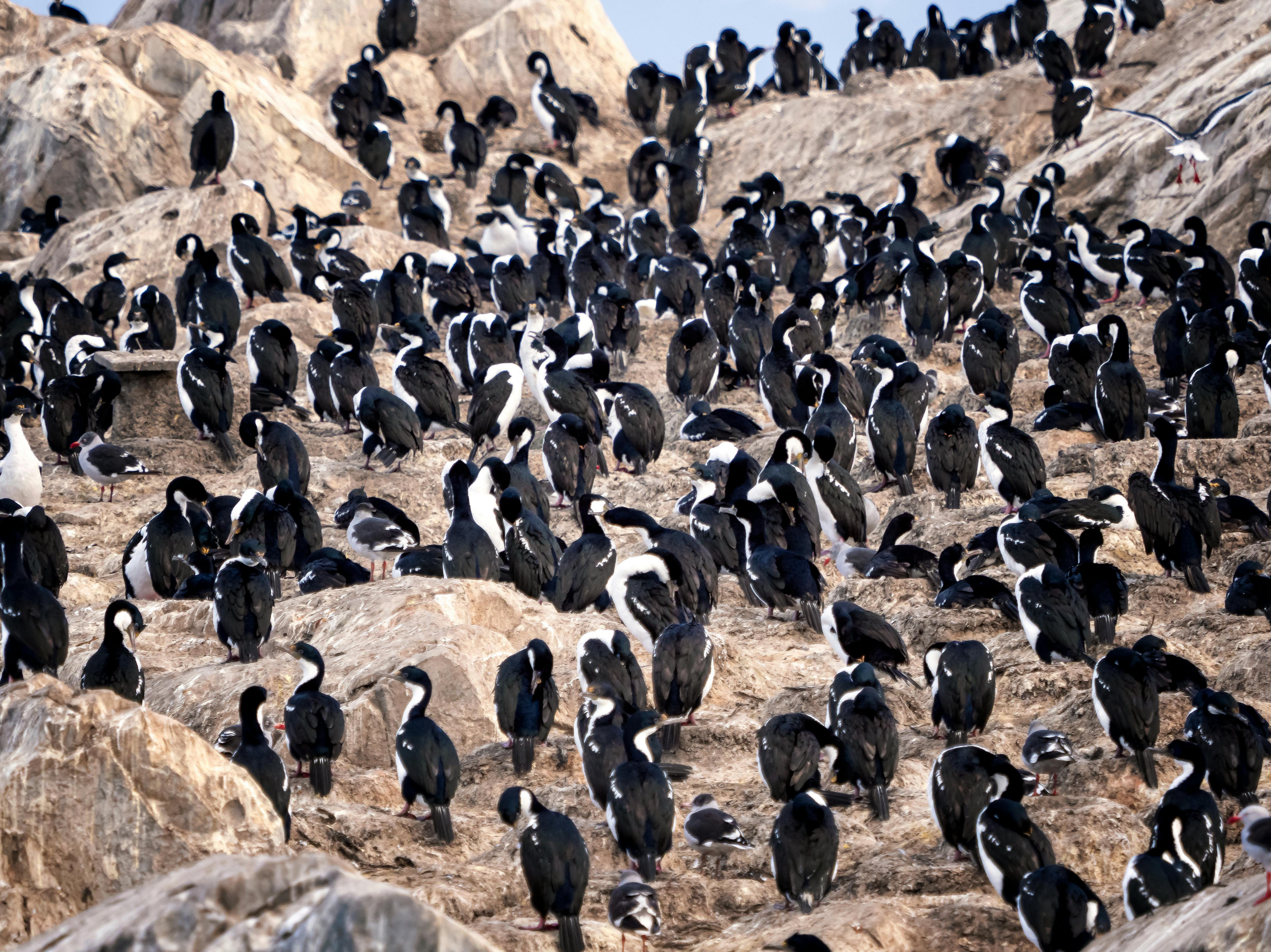 Flock of Penguins · Free Stock Photo