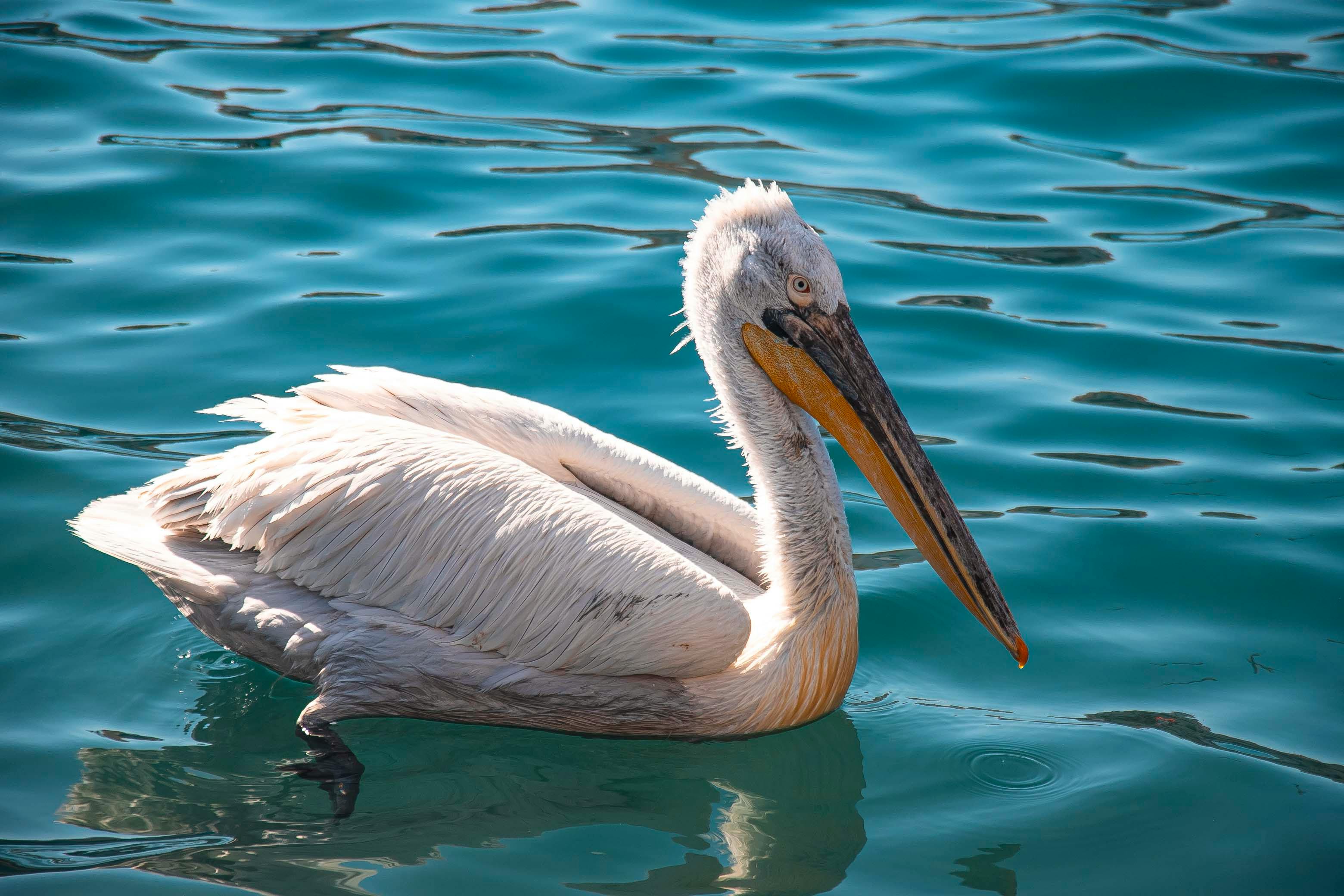 foça · Free Stock Photo