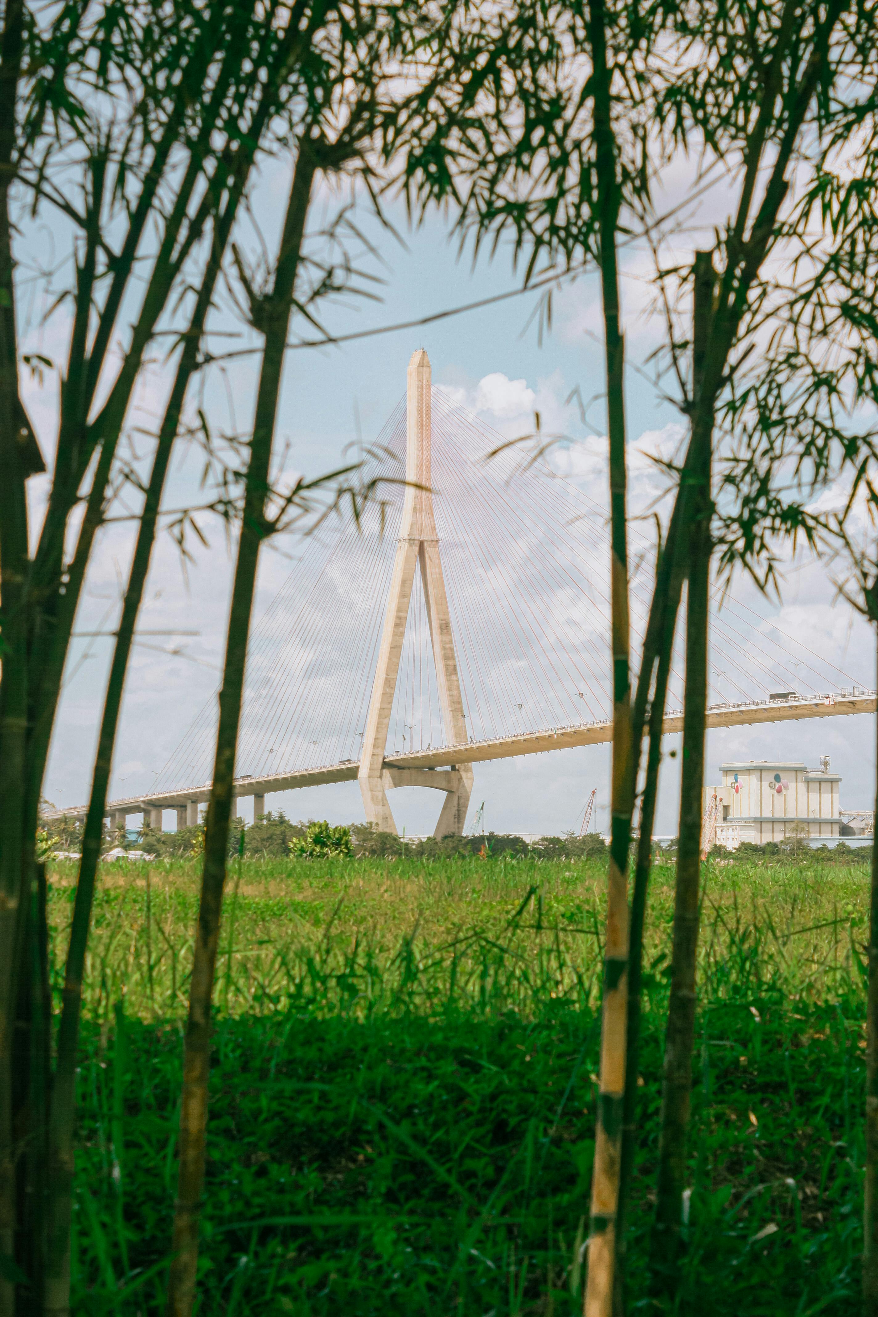Hedong Bridge behind Trees in Guangzhou in China · Free Stock Photo