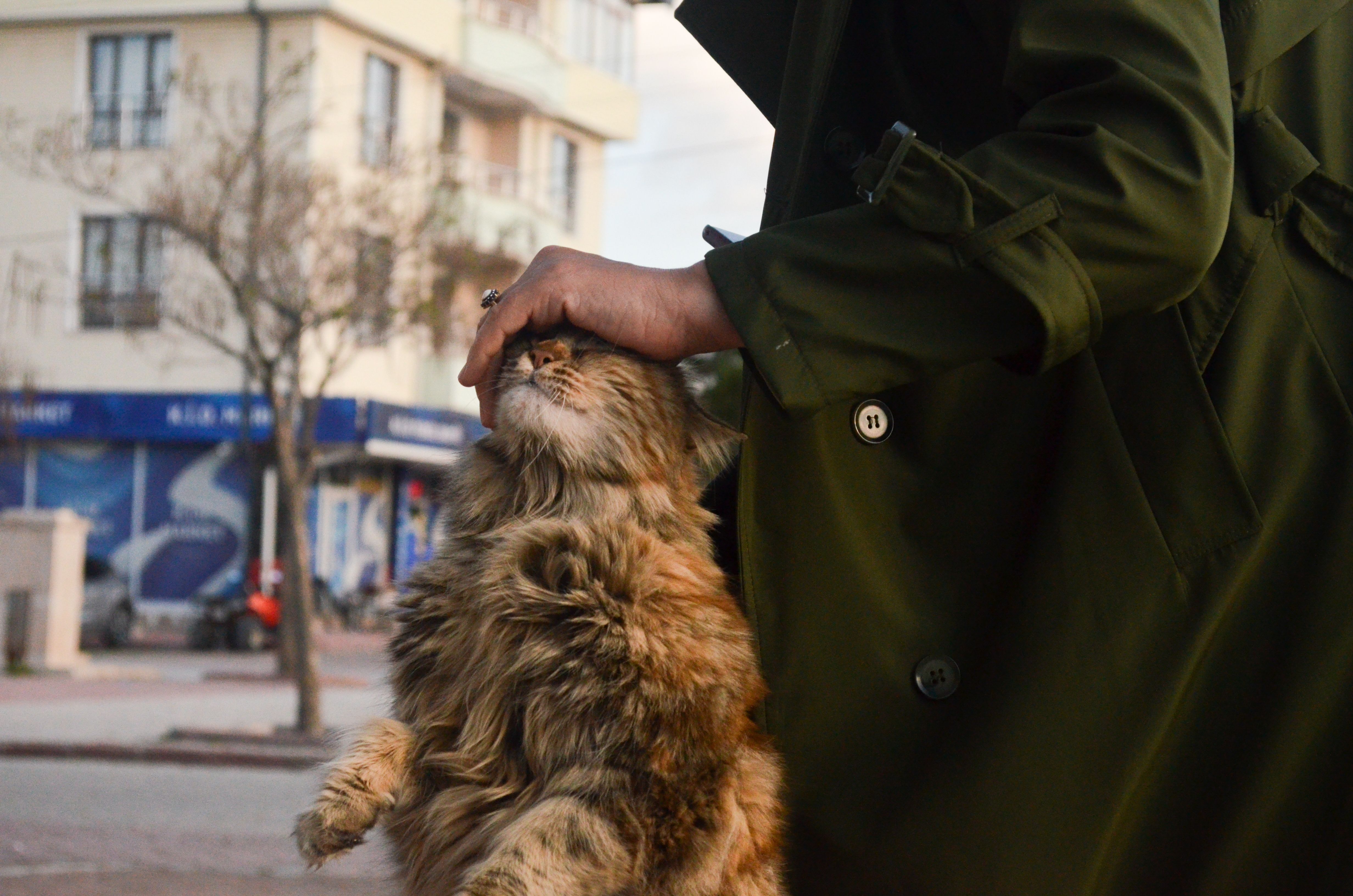 Person in Coat Patting Cat · Free Stock Photo
