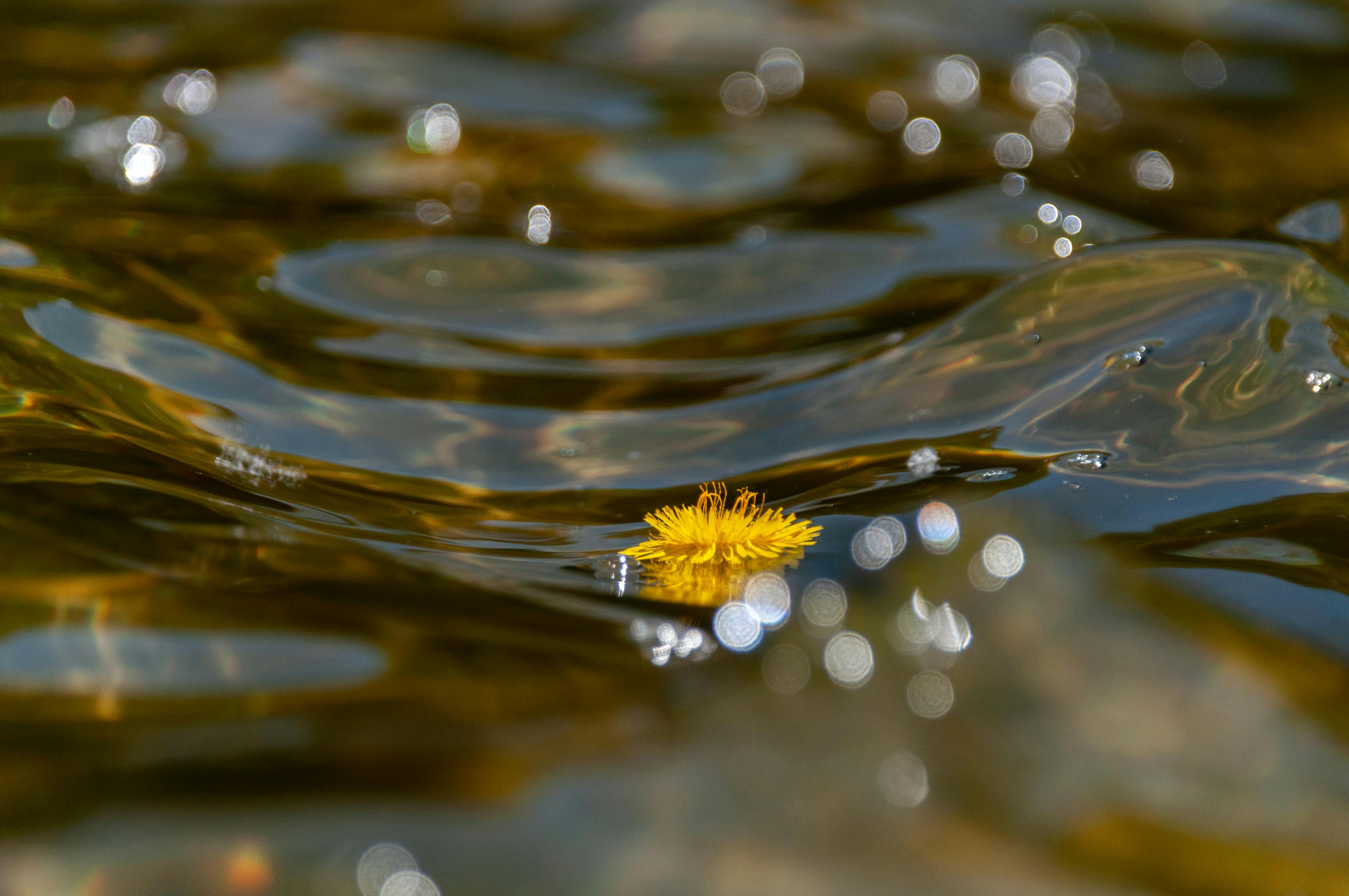A yellow flower floating in the water · Free Stock Photo