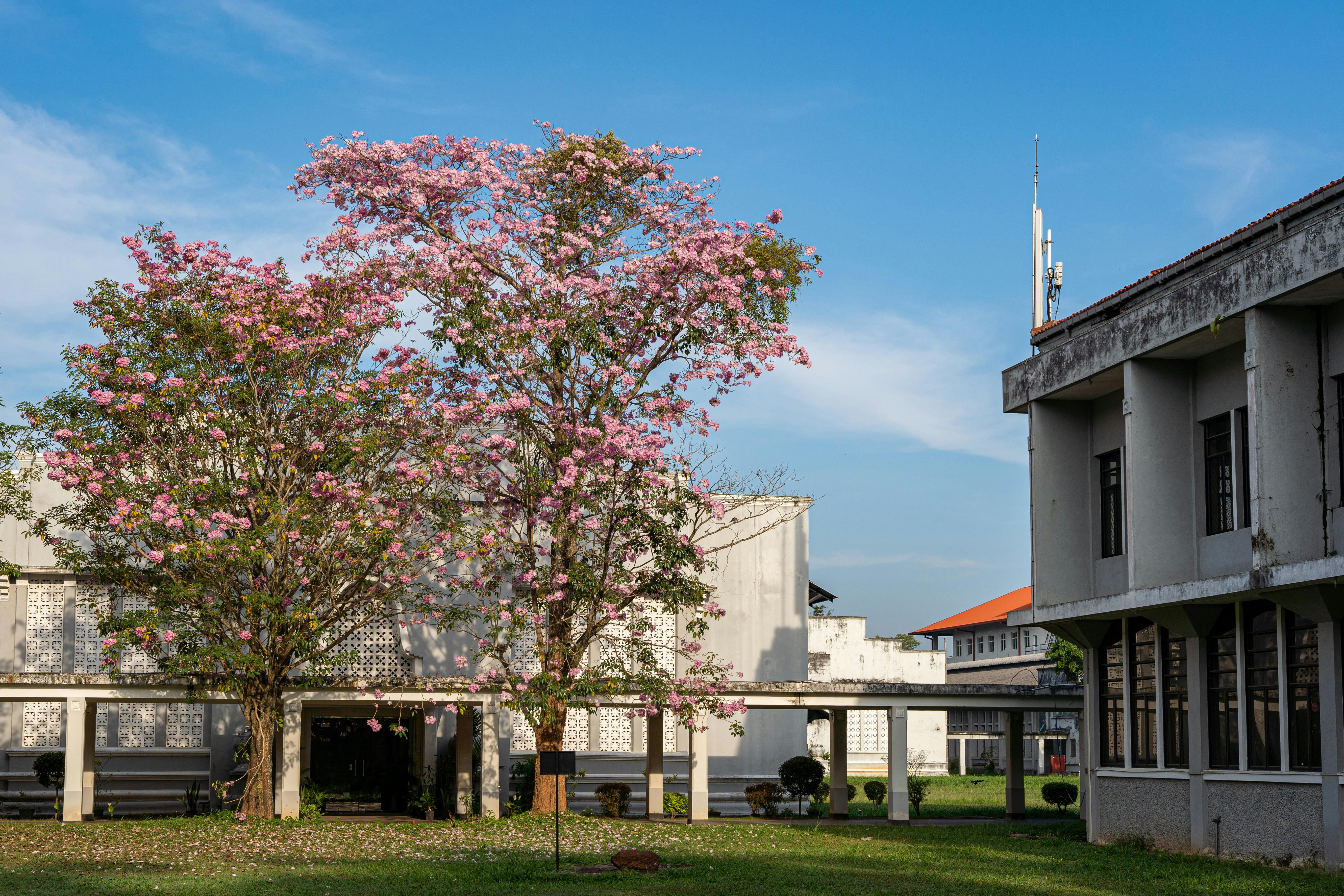 A building with pink flowers and trees in front · Free Stock Photo