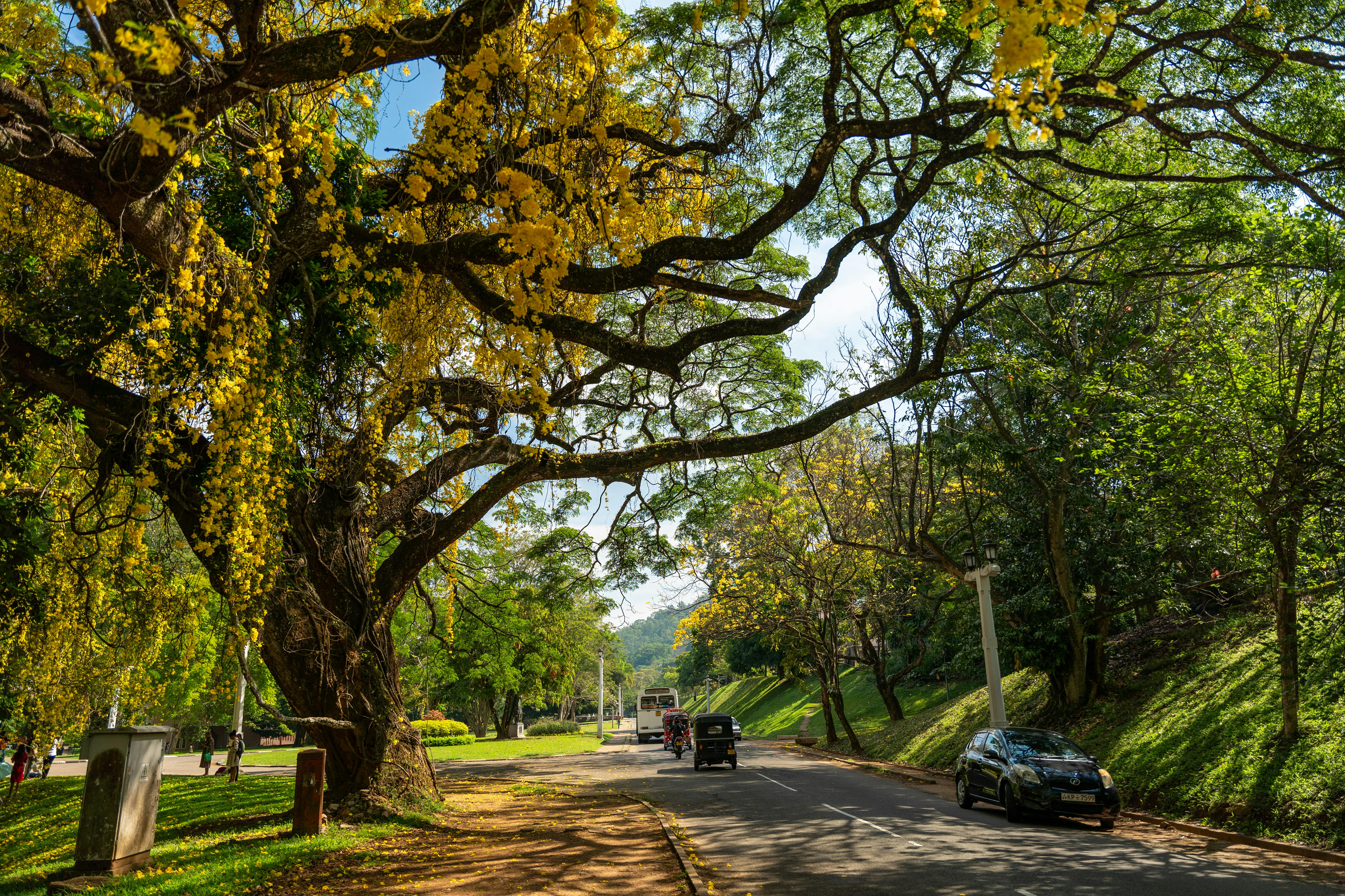 Yellow Spring Road Photos, Download The BEST Free Yellow Spring Road ...