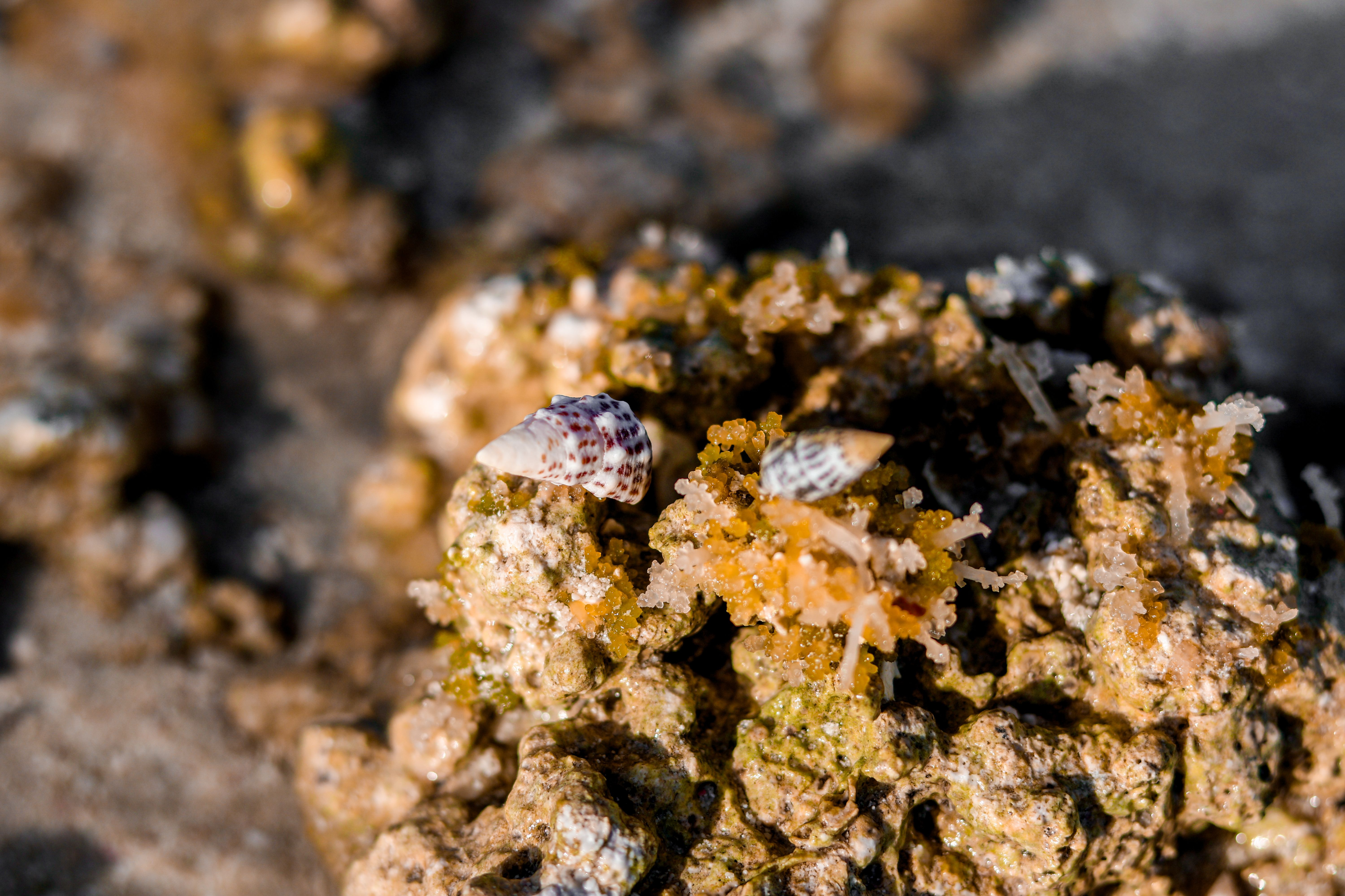 Shell and Coral on Rock · Free Stock Photo