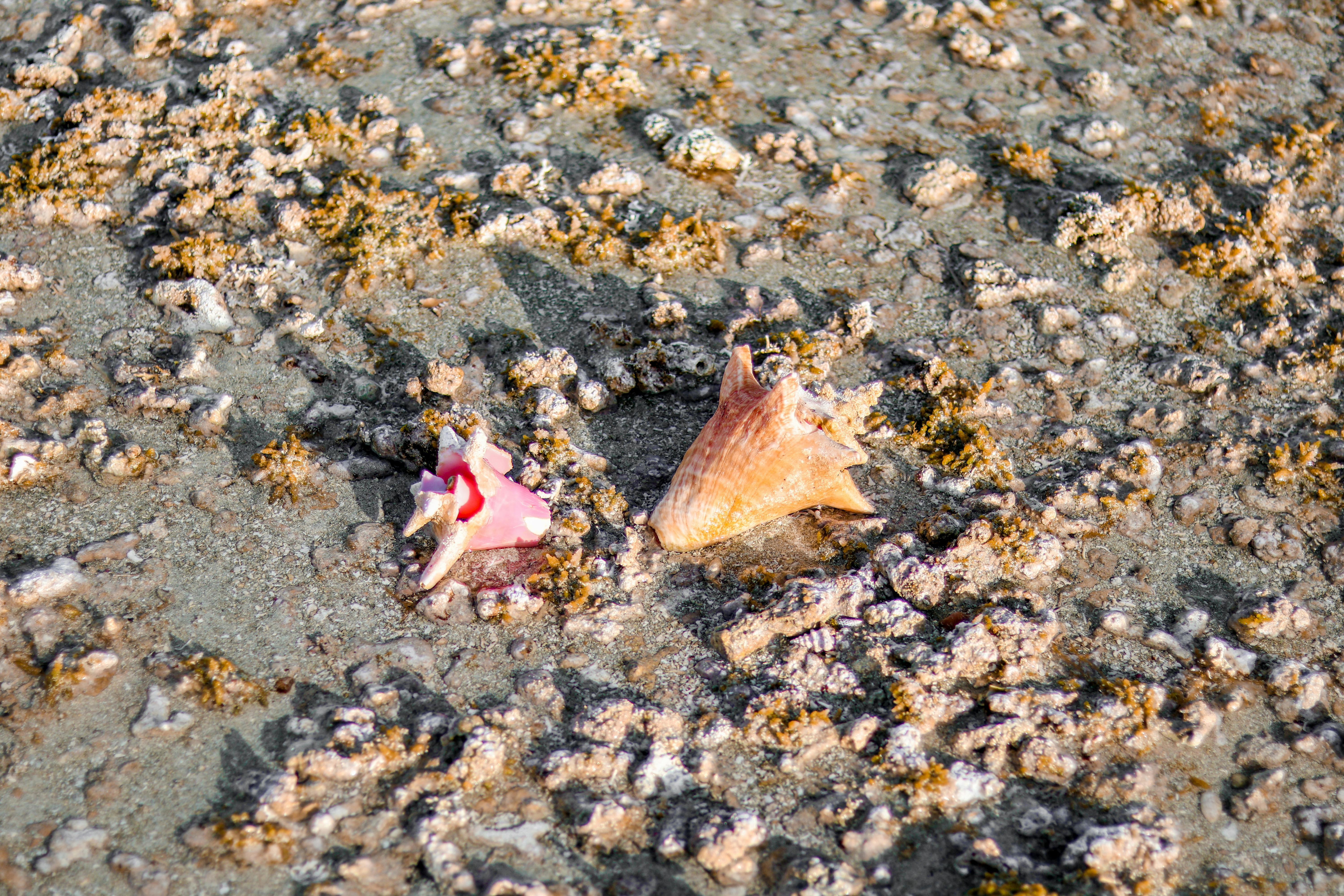 Shells on a Beach in the Sunlight · Free Stock Photo