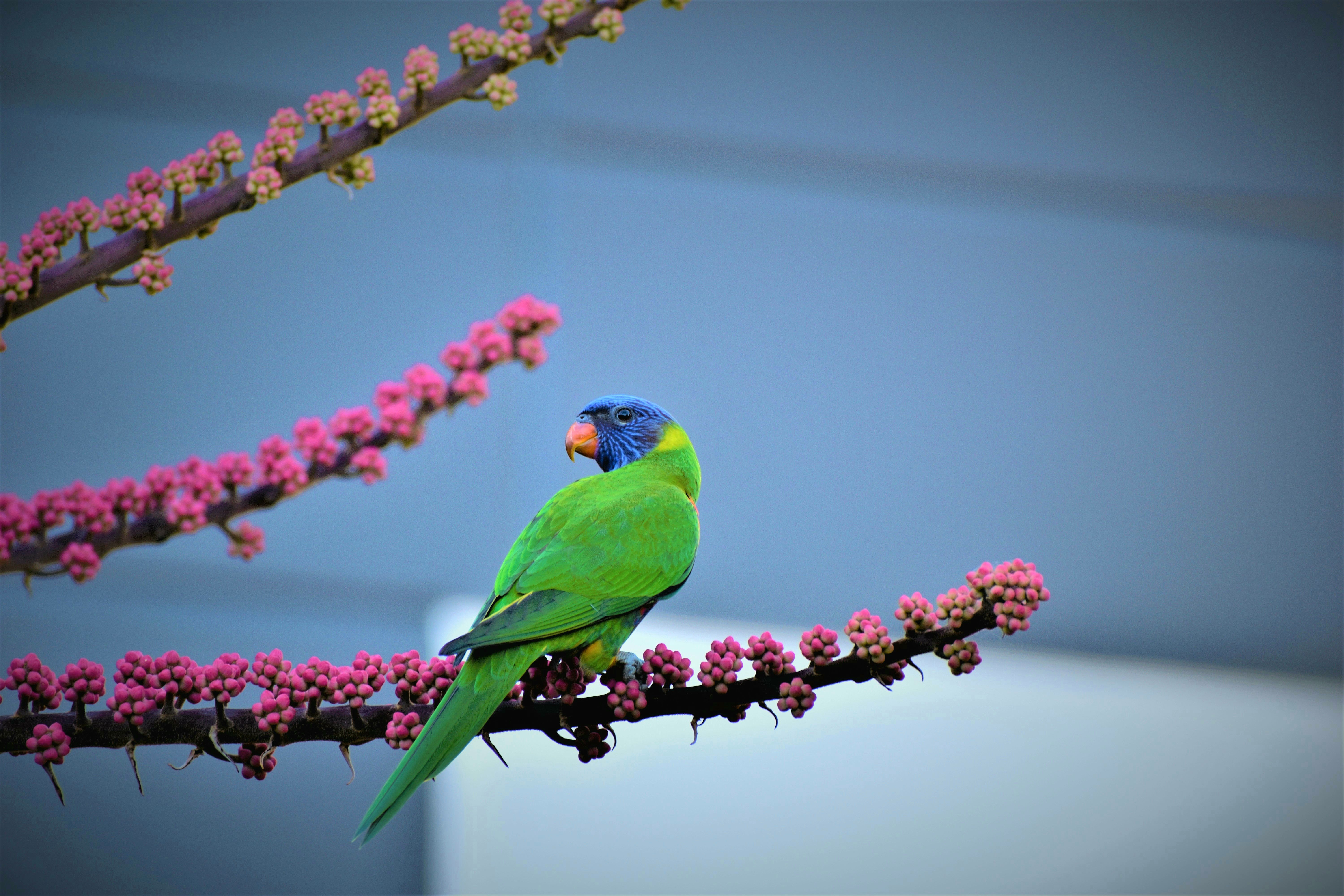Parrot In Tree Photos, Download The BEST Free Parrot In Tree Stock ...