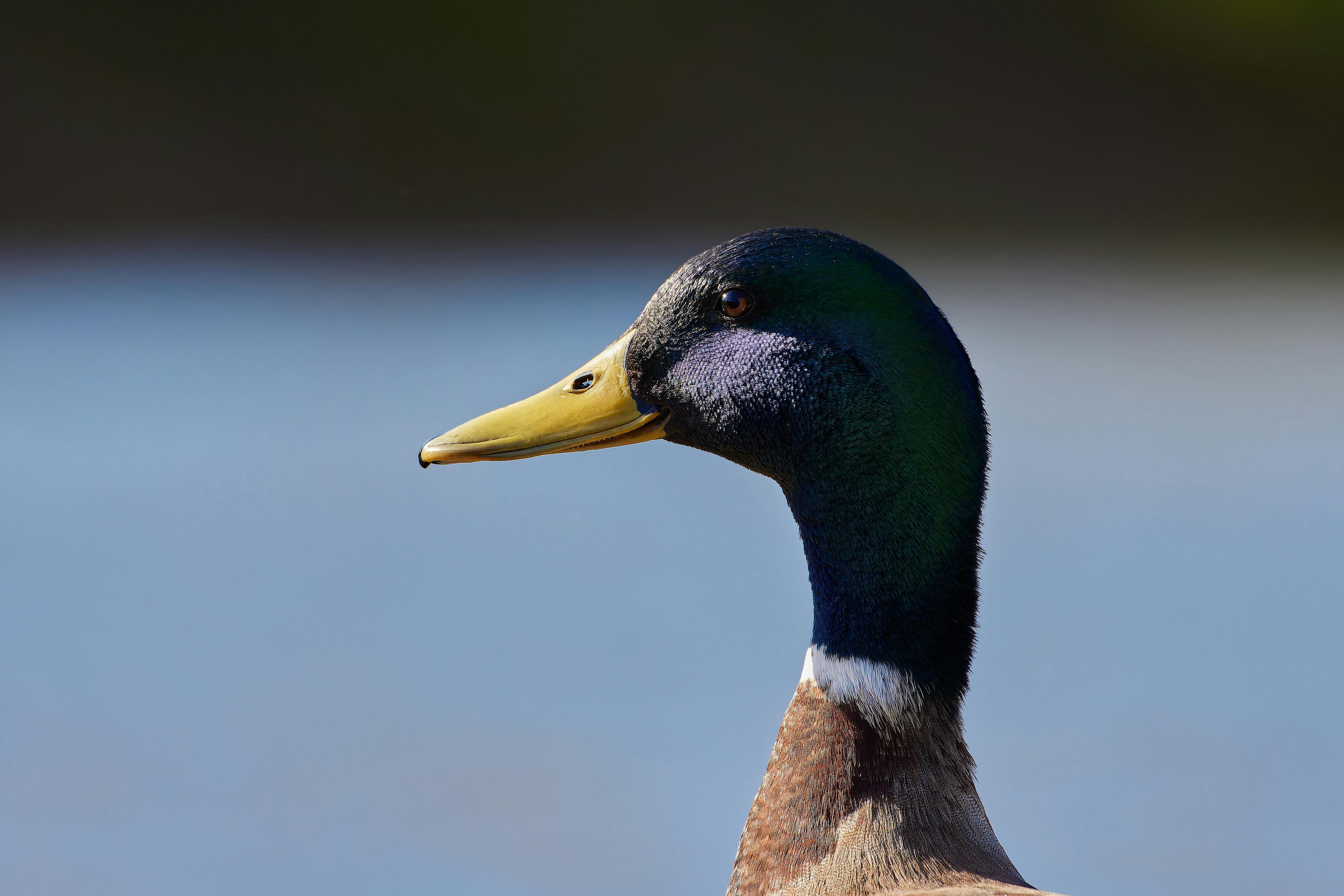 Head of Duck · Free Stock Photo