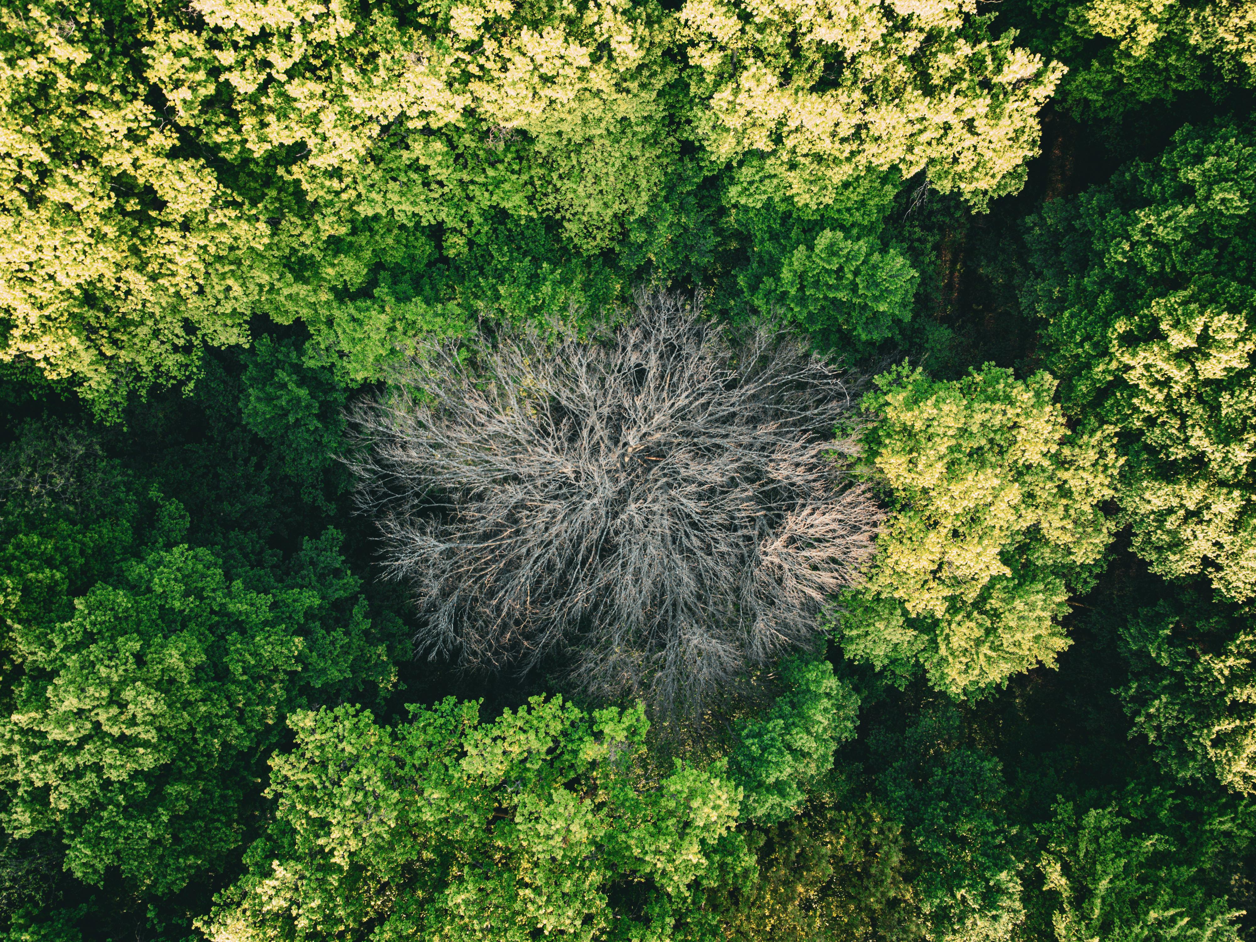 Birds Eye View of Forest · Free Stock Photo