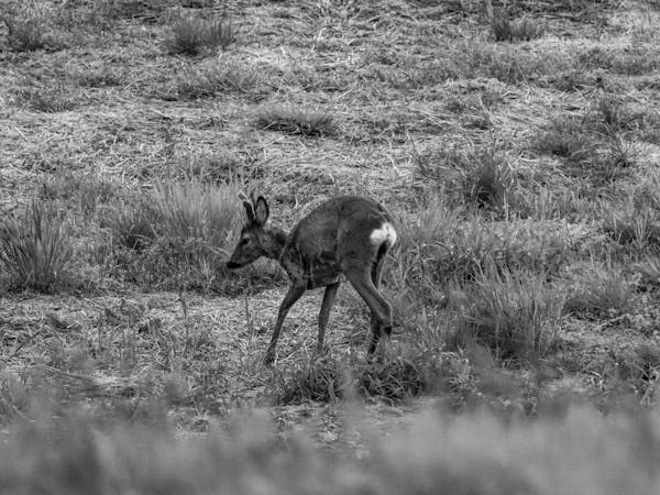 Deer Meadow Photos, Download The BEST Free Deer Meadow Stock Photos ...