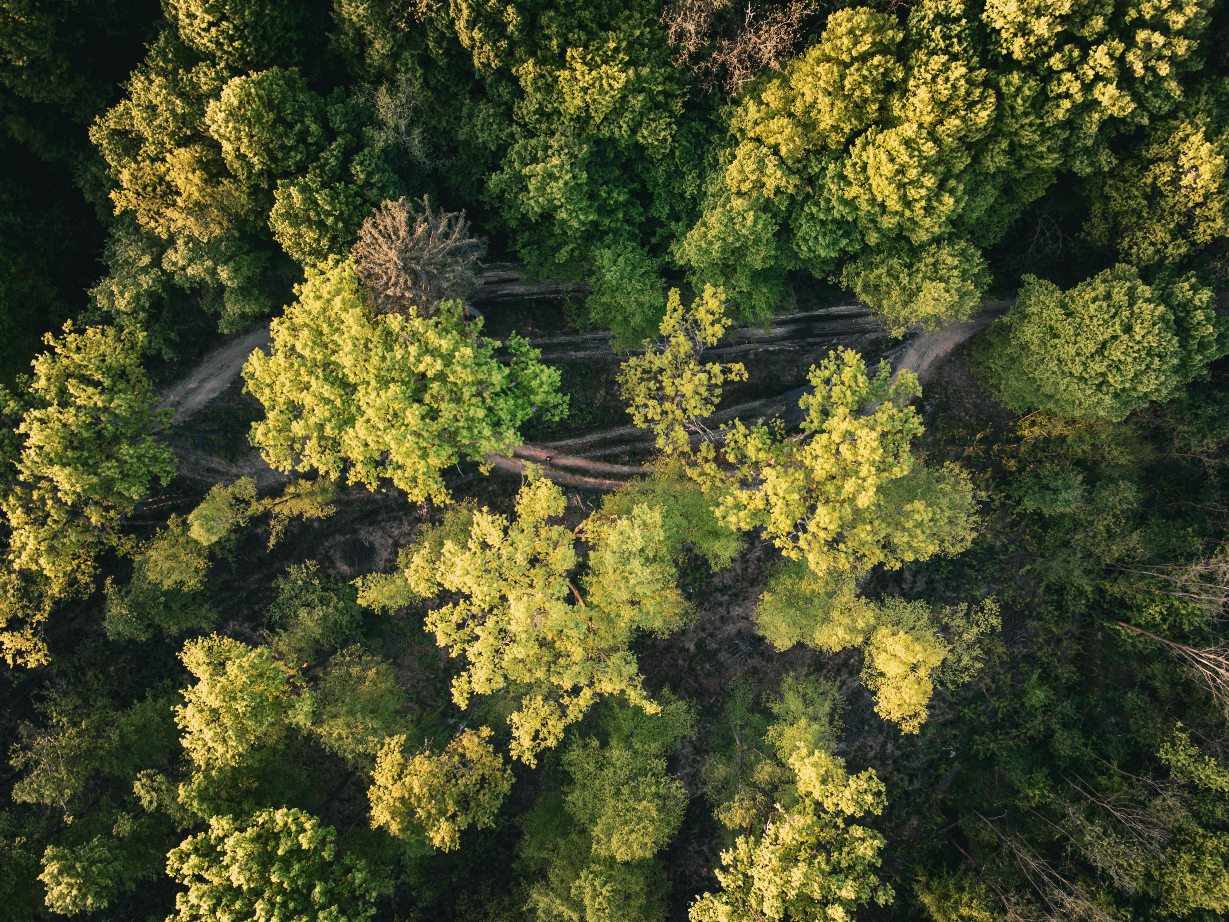 Woman Standing in Middle of Labyrinth · Free Stock Photo