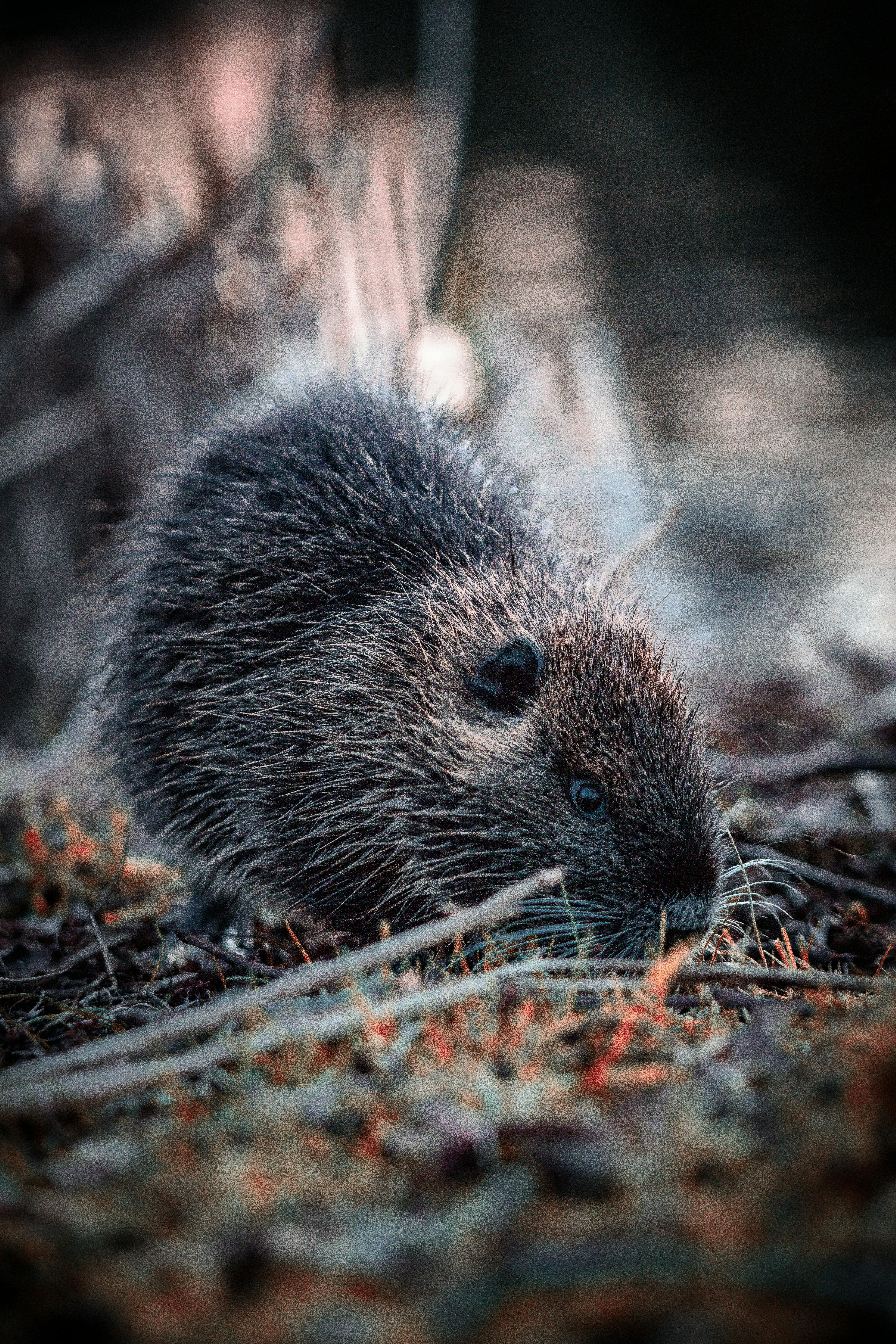 Close-up of a Nutria on the Ground with Sticks · Free Stock Photo