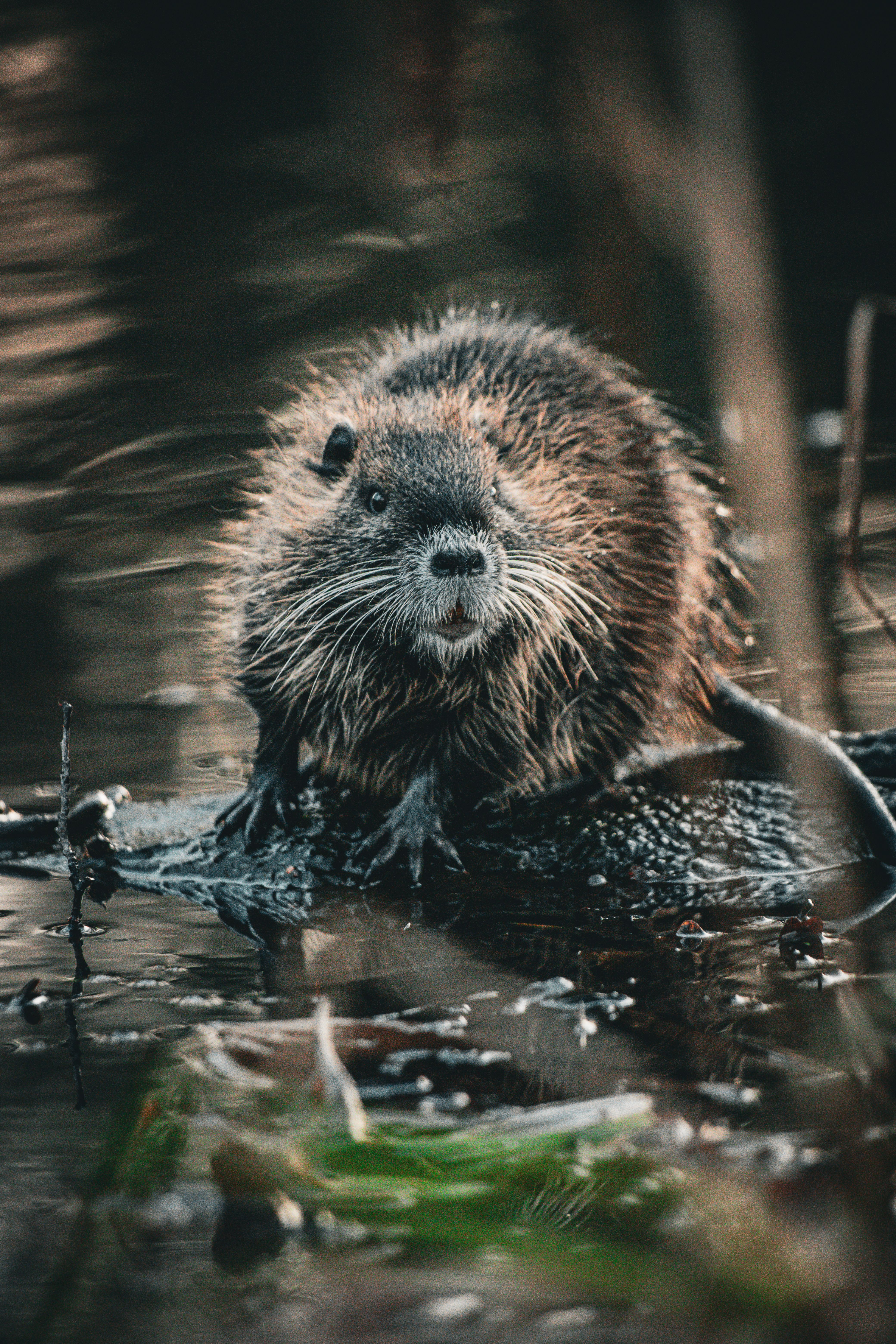 Foto de stock gratuita sobre agua, al aire libre, billar, castor, fauna ...