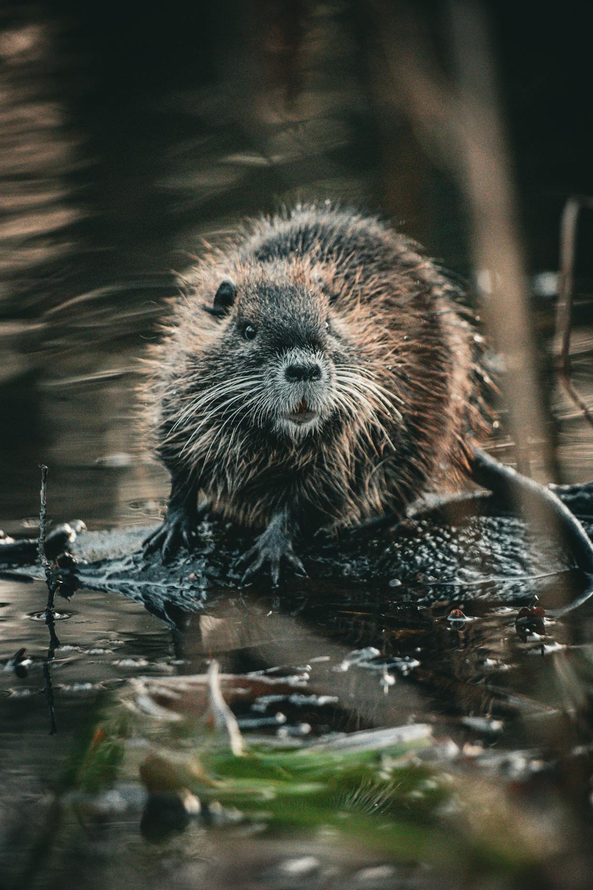 Beaver Photos, Download The BEST Free Beaver Stock Photos & HD Images