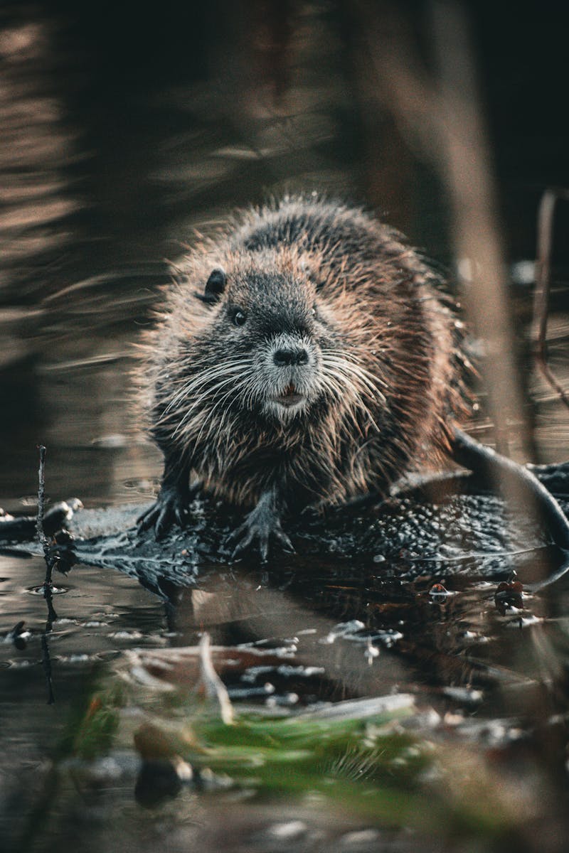 Beaver Photos, Download The BEST Free Beaver Stock Photos & HD Images