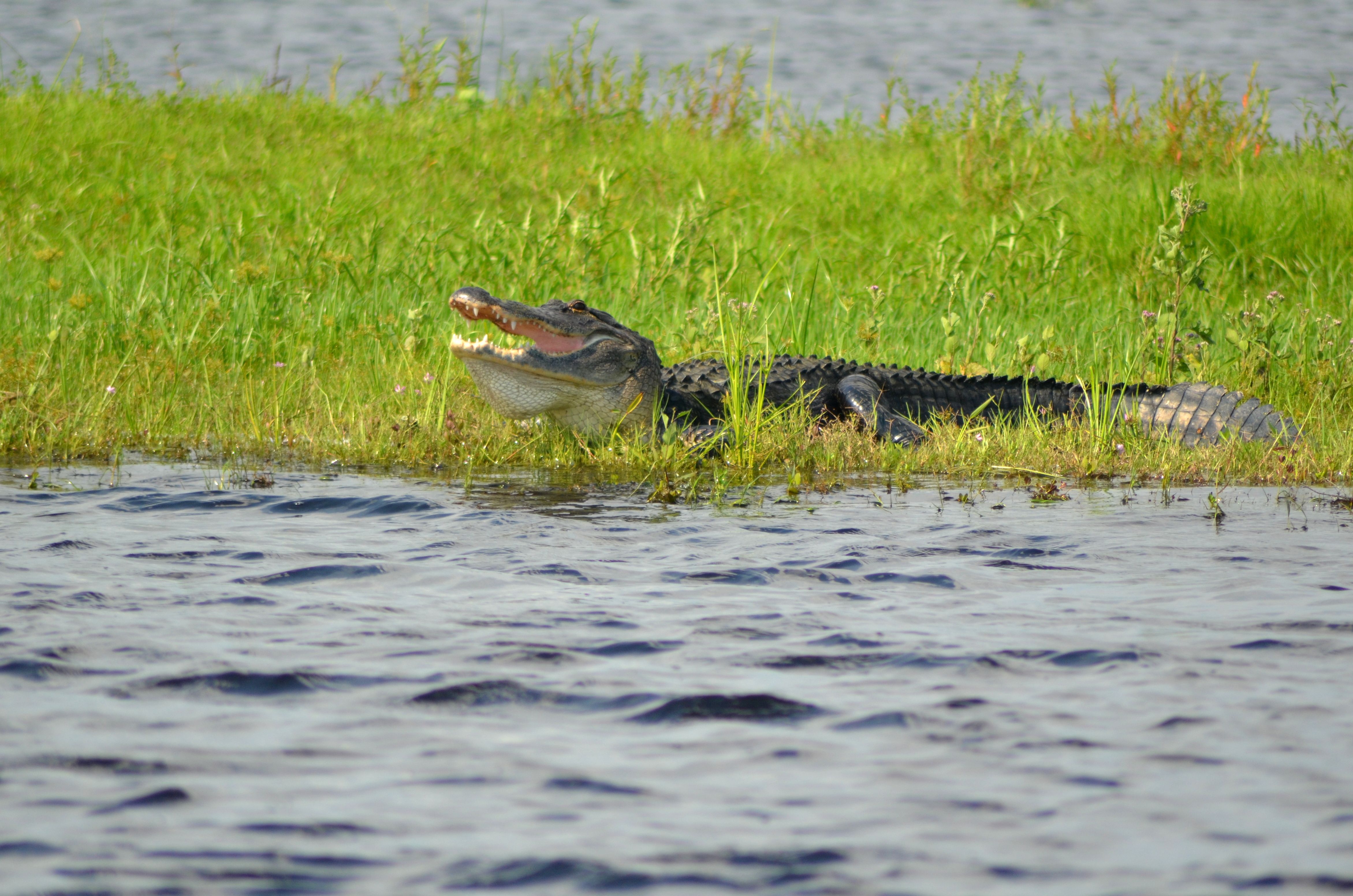Florida Everglades Photos, Download The BEST Free Florida Everglades ...