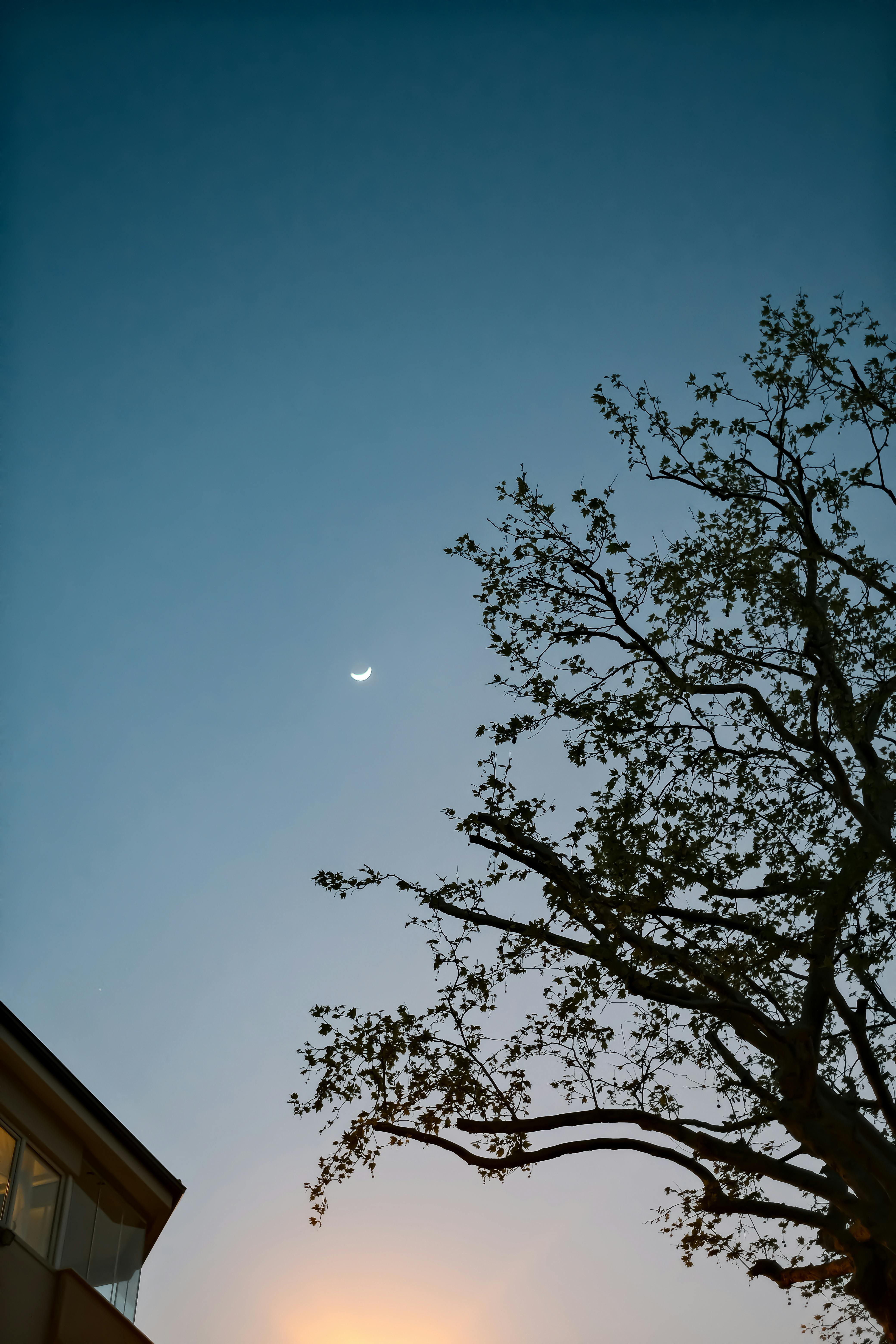 Crescent Moon over Tree in Evening · Free Stock Photo