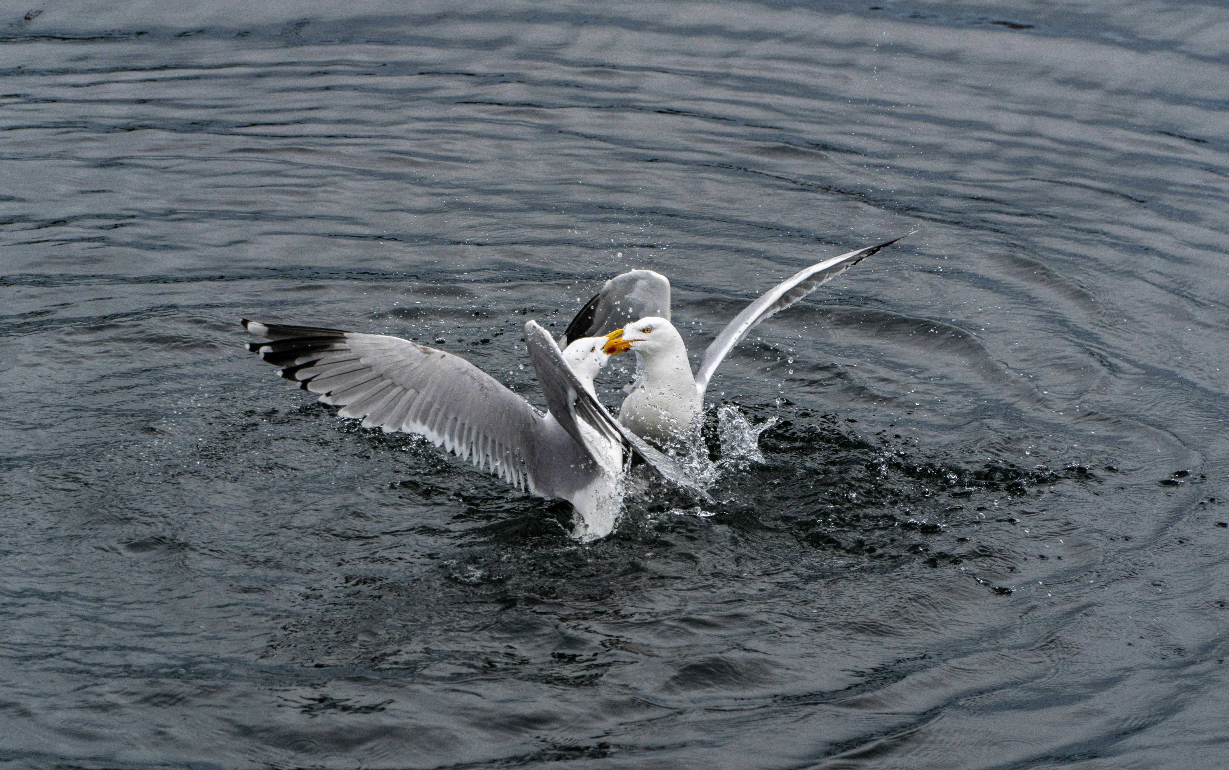 Seagulls Fighting in Water · Free Stock Photo