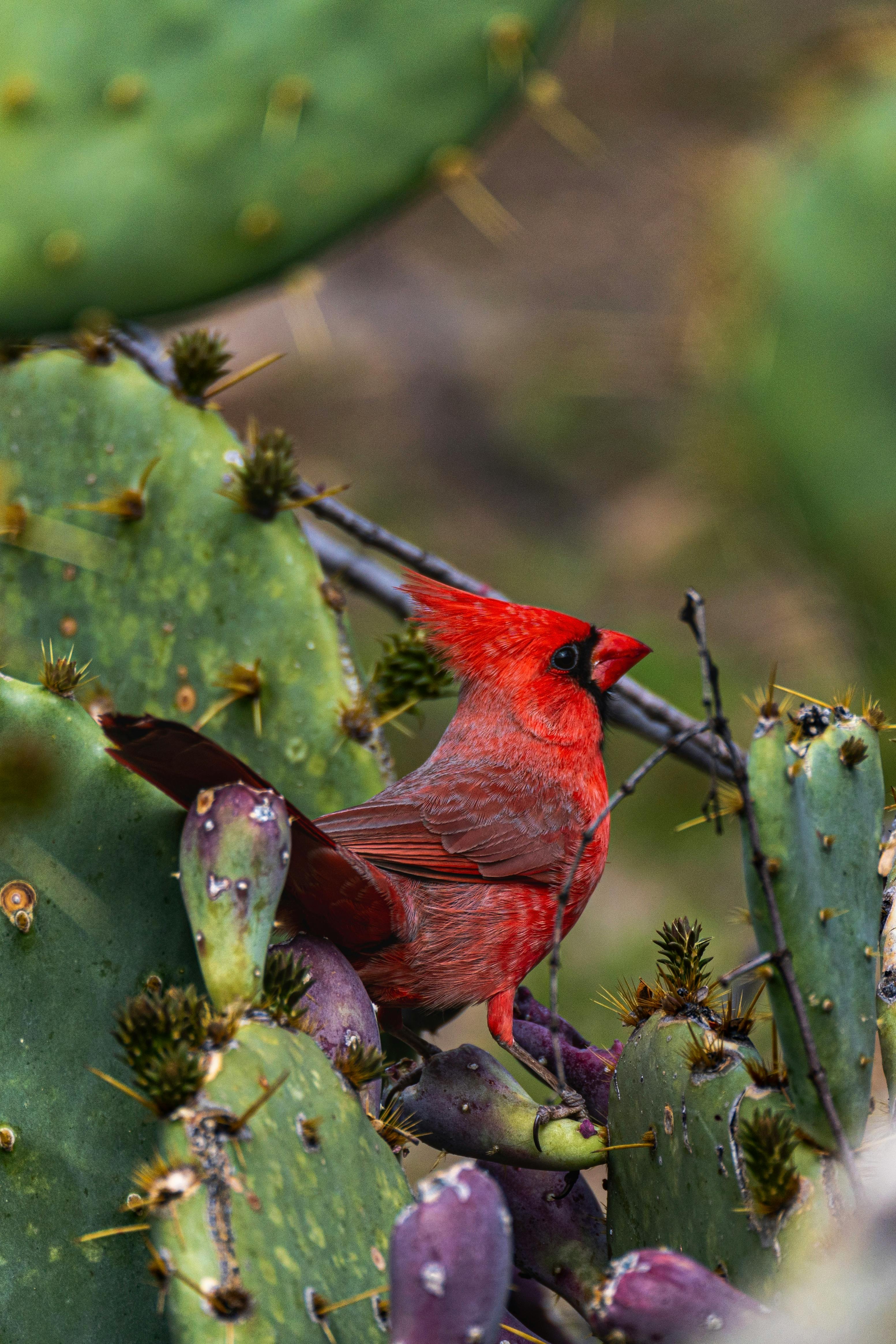 Cardinal Flower Plant Photos, Download The BEST Free Cardinal Flower ...
