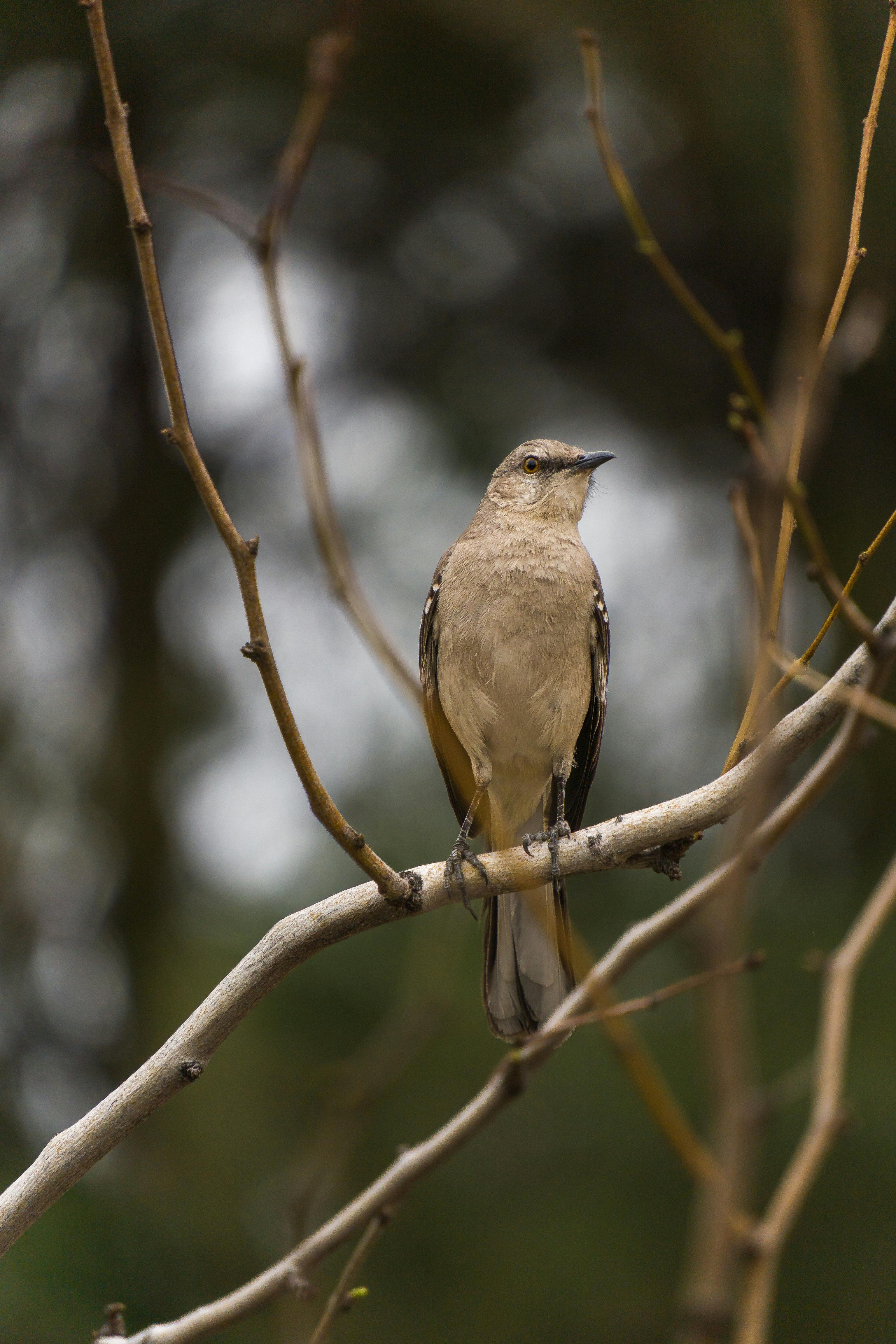 Northern Mockingbird on Branch · Free Stock Photo