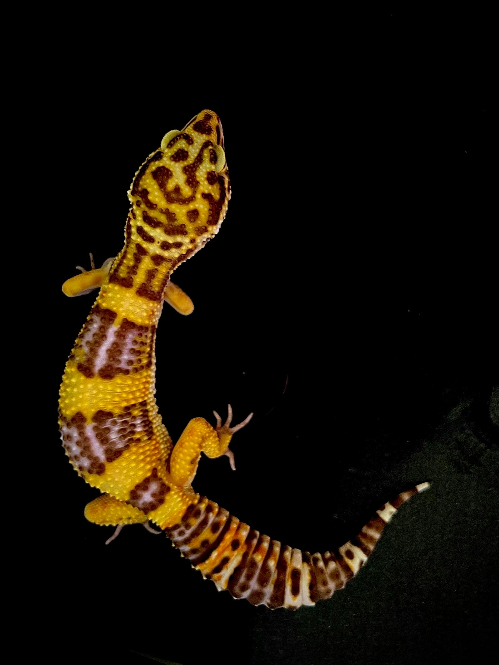 Leopard Gecko Photos, Download The BEST Free Leopard Gecko Stock Photos ...
