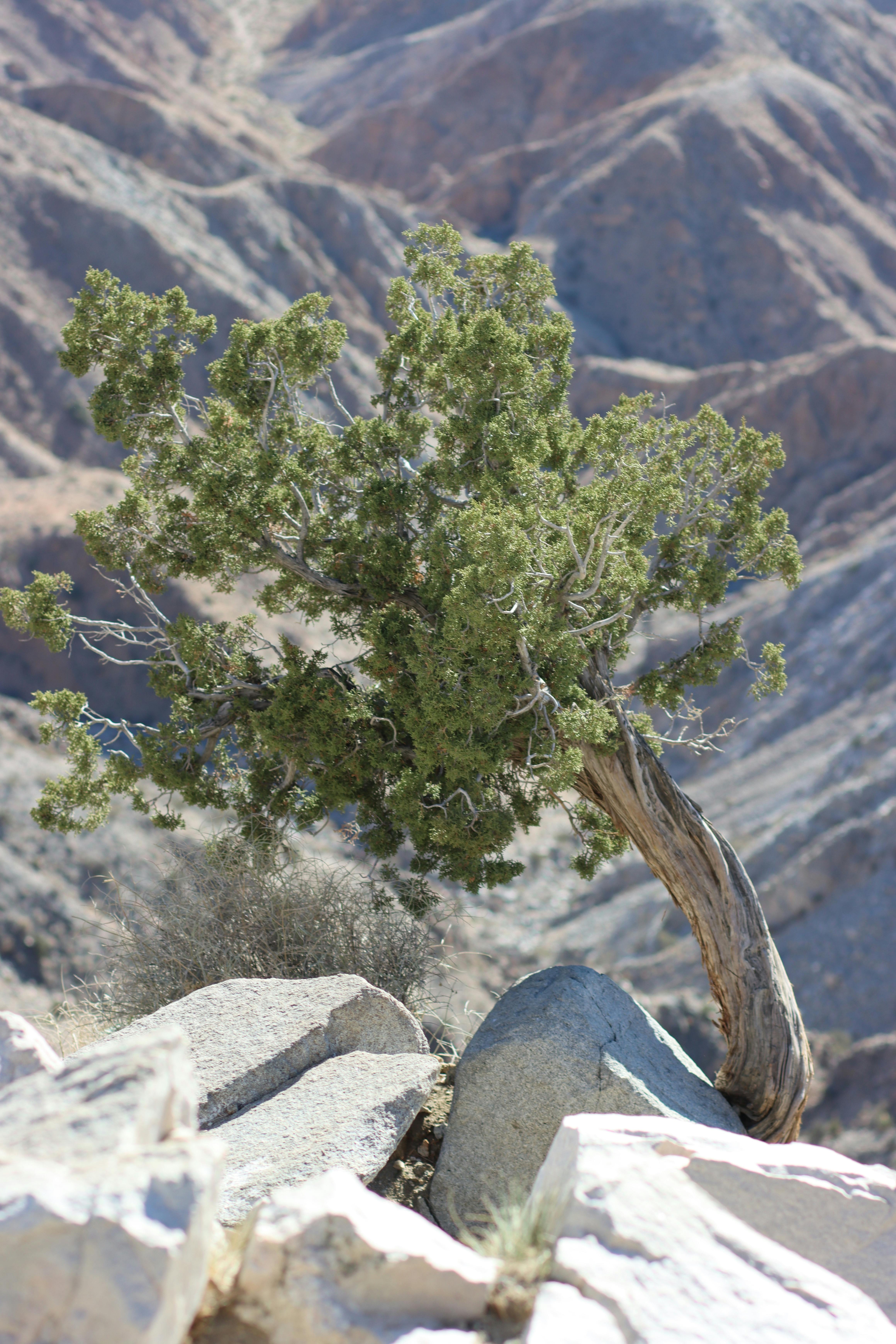 Resilient Tree Photos, Download The BEST Free Resilient Tree Stock ...