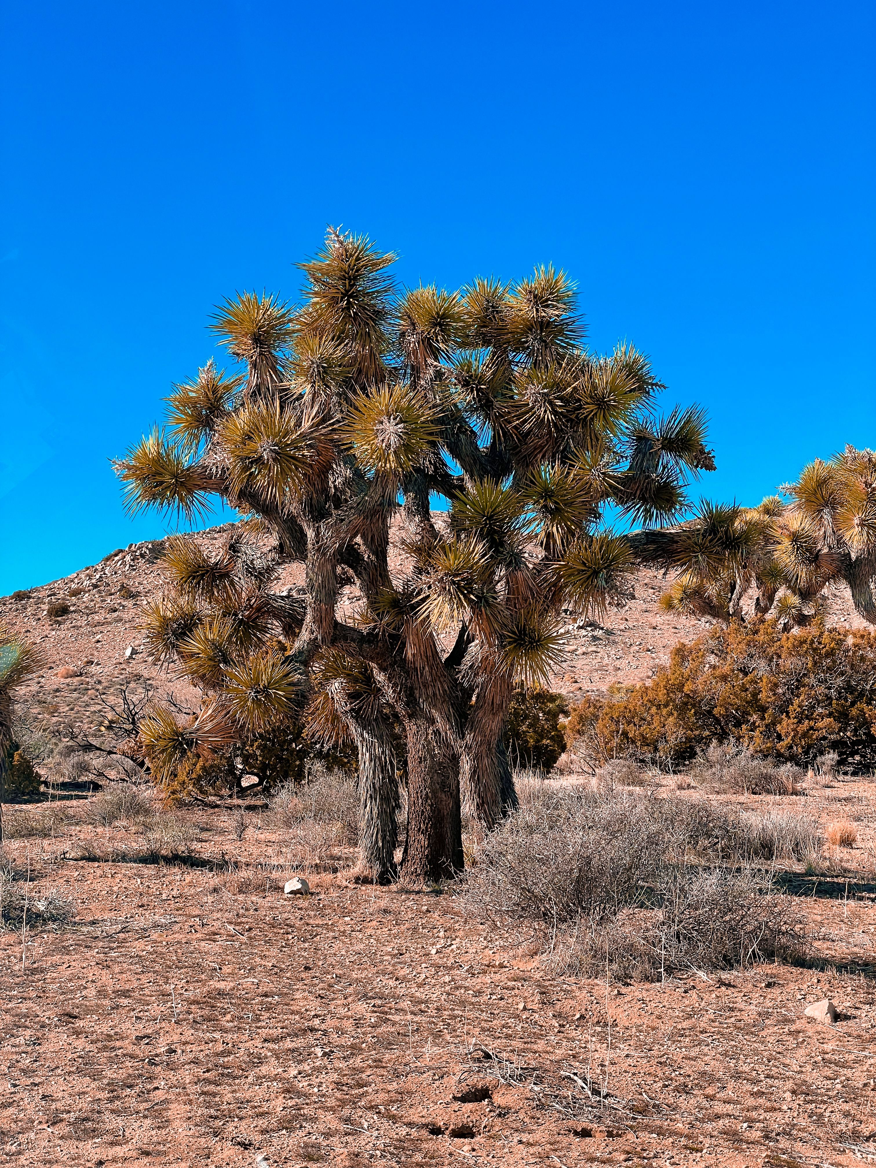 Joshua tree in the desert with a blue sky · Free Stock Photo