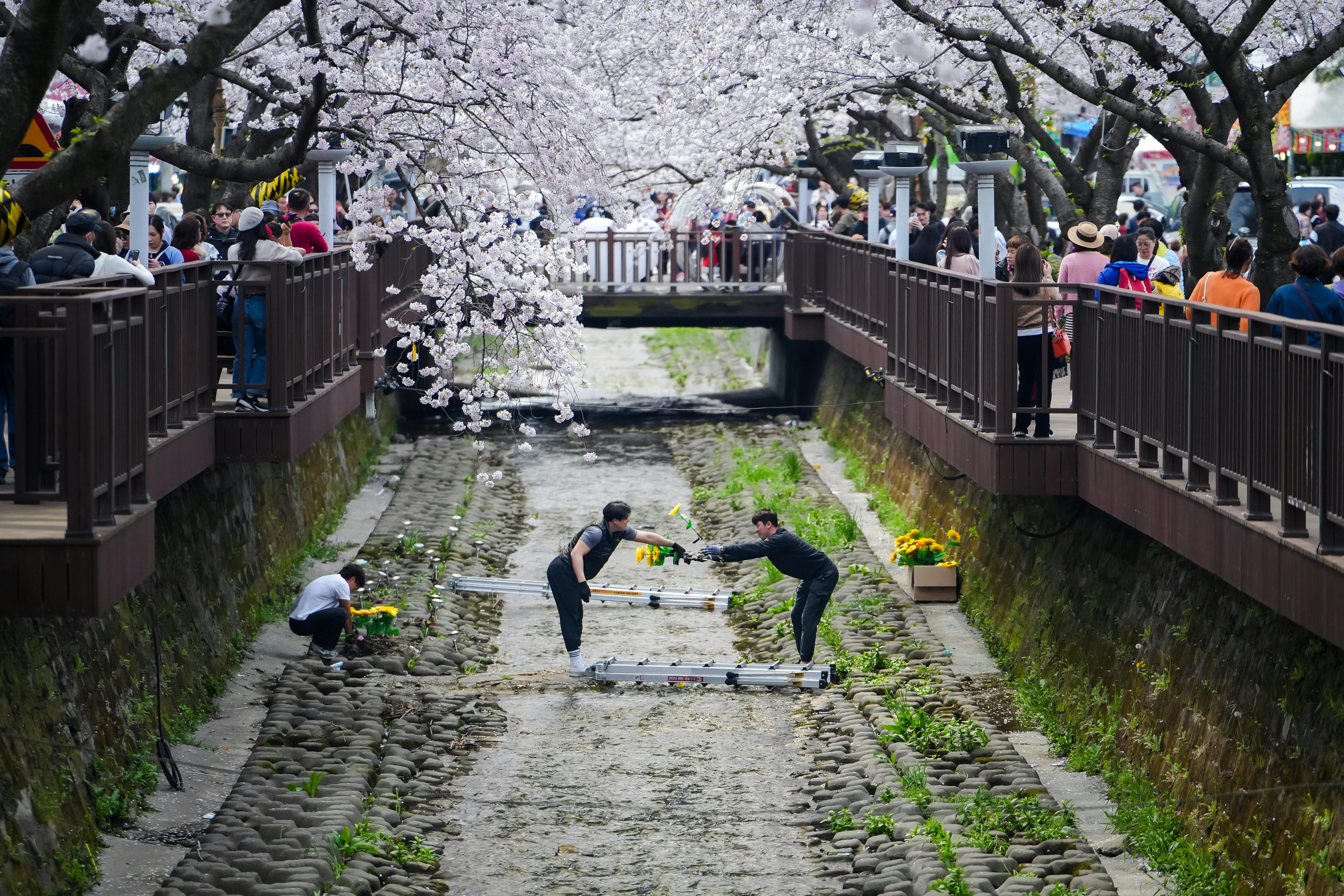 Men Passing Flower over Canal · Free Stock Photo