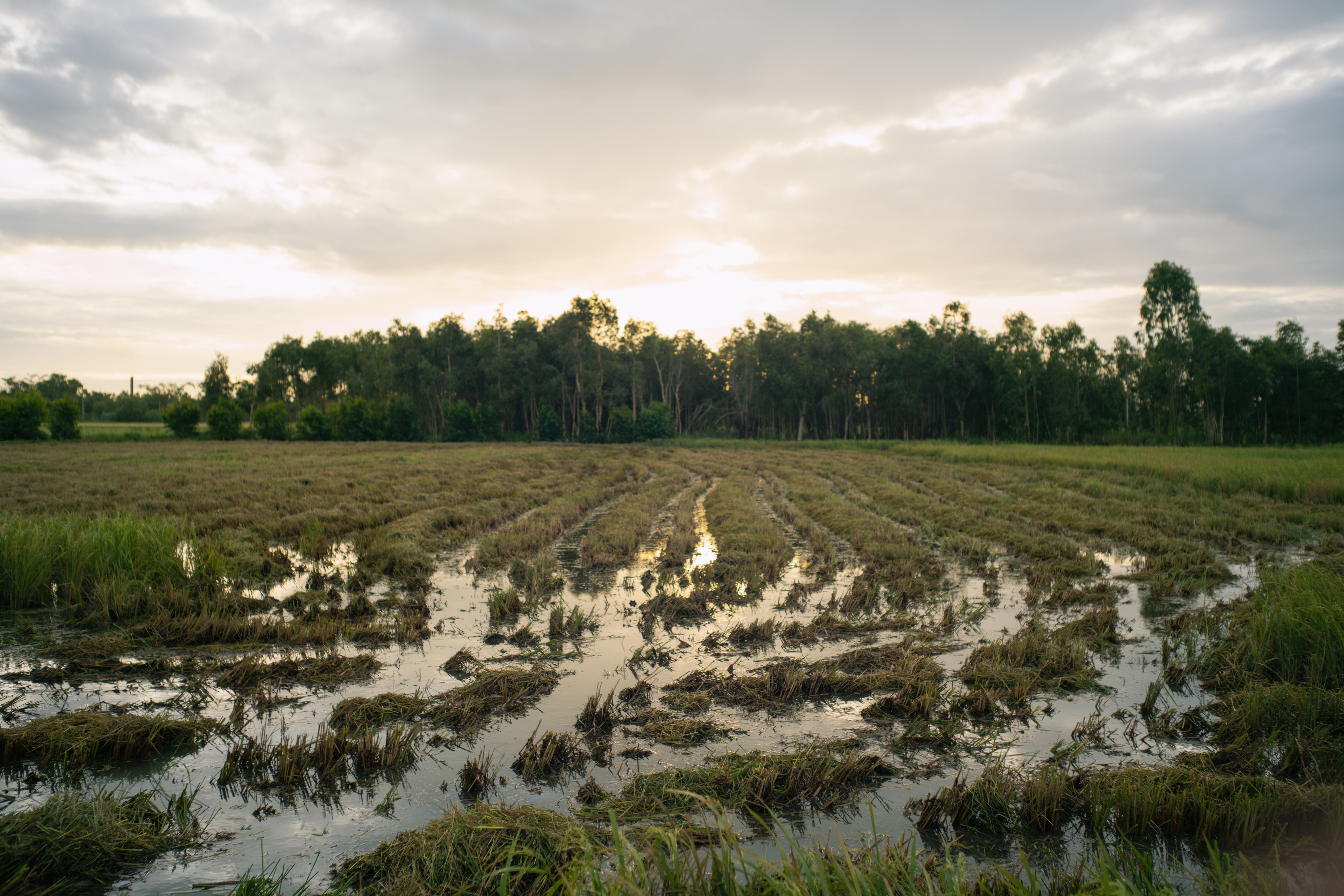 Flooded Field of Crops · Free Stock Photo