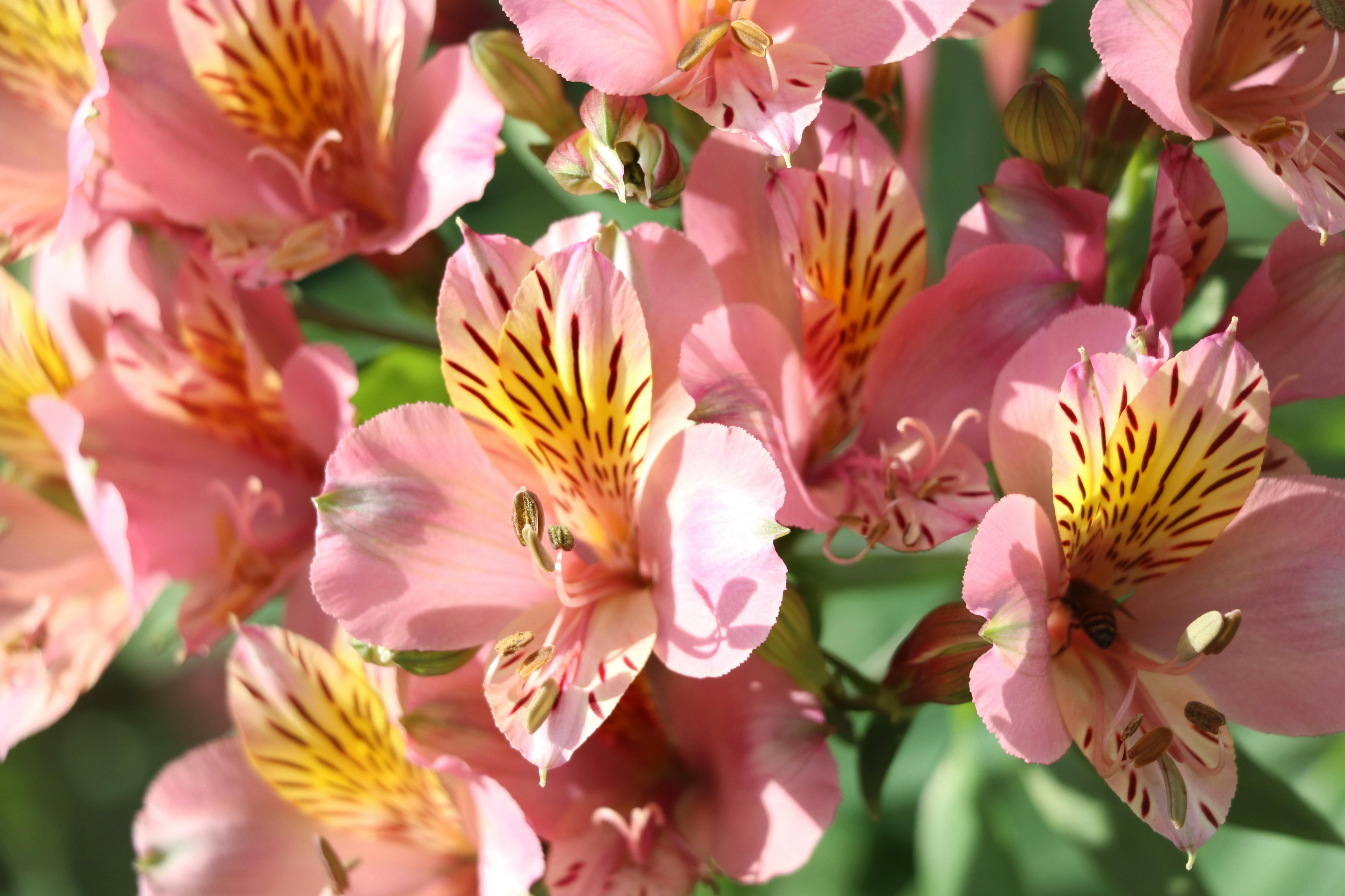 anupa anusas - Photography