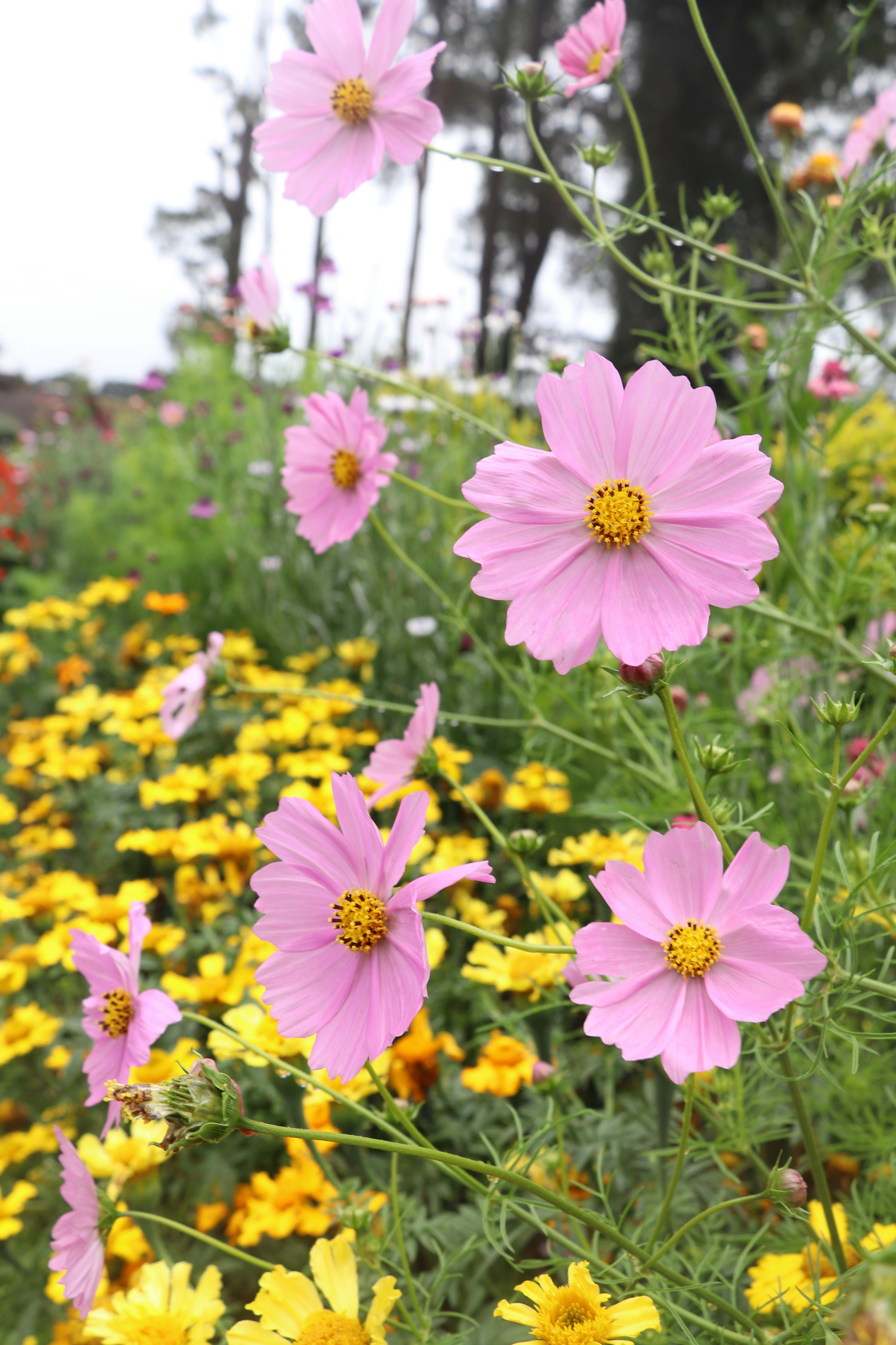 anupa anusas - Photography