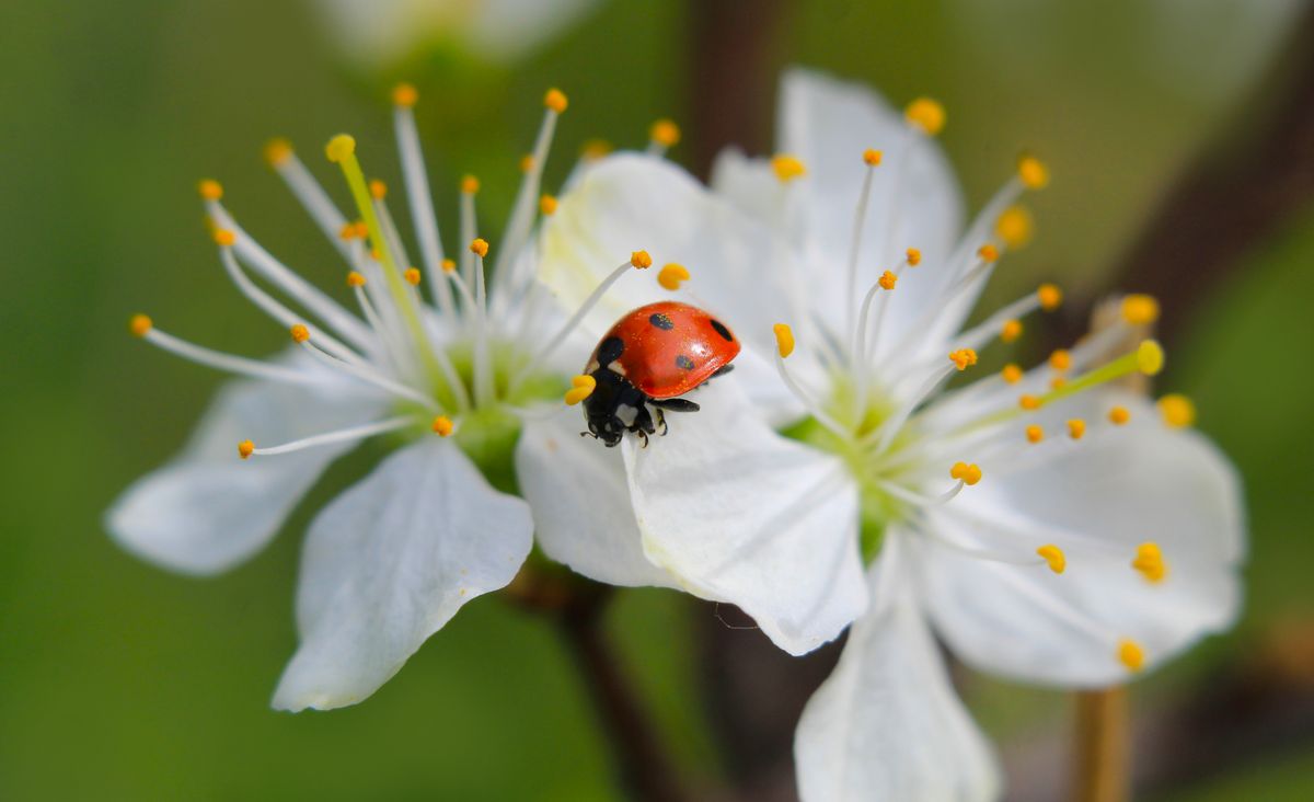 Ladybirds Photos, Download The BEST Free Ladybirds Stock Photos & HD Images