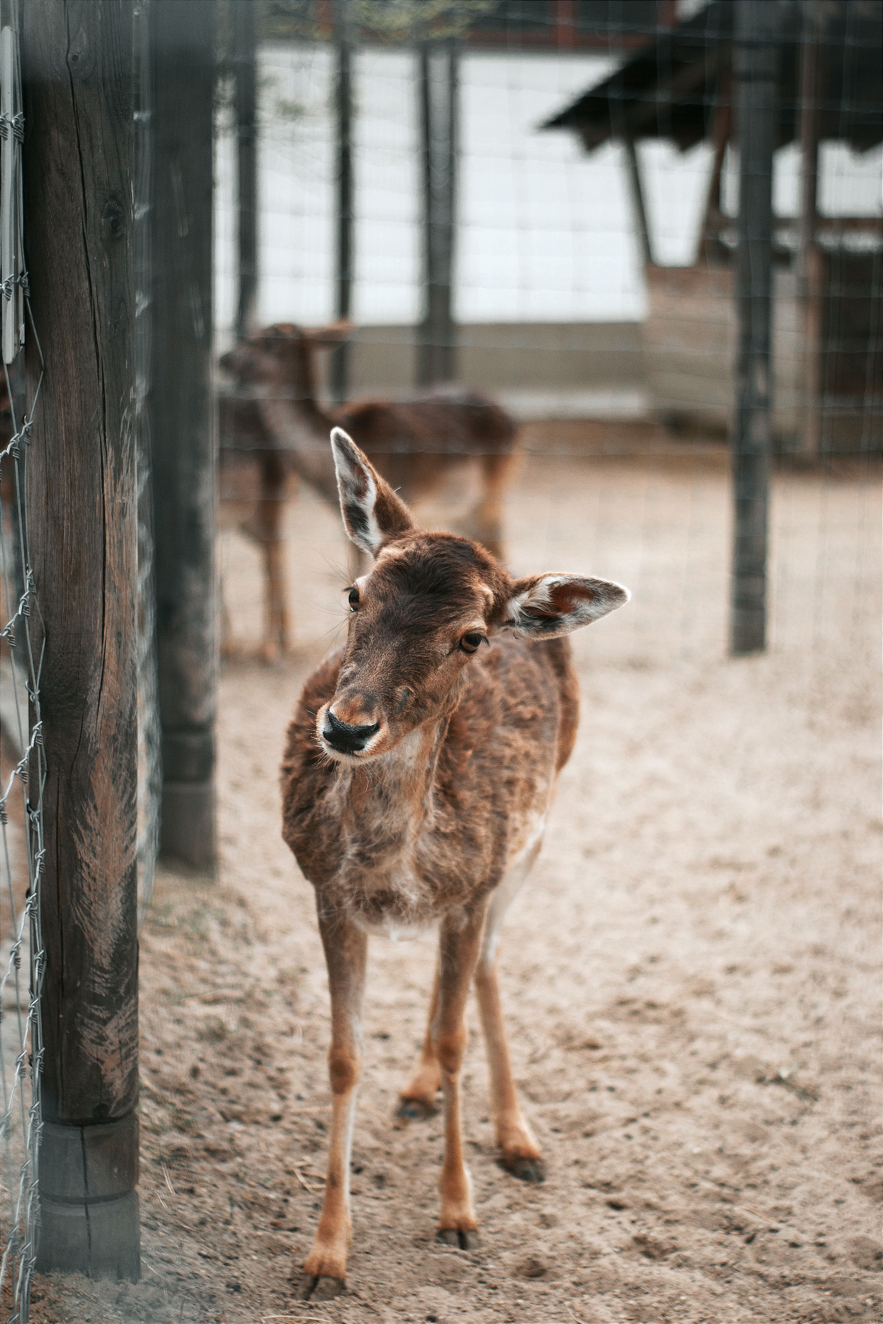 Deer Standing in Enclosure · Free Stock Photo