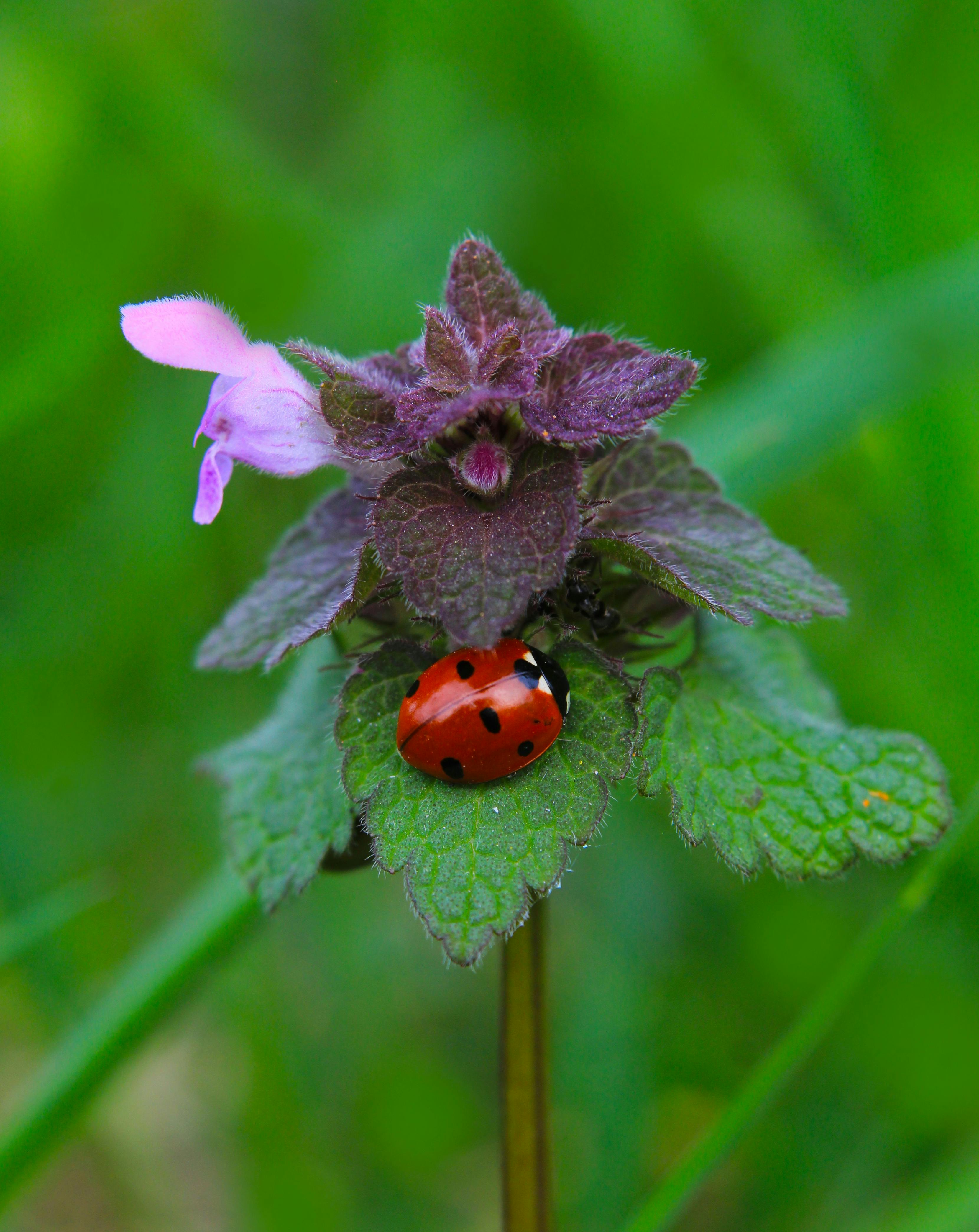 Ladybug on a Plant · Free Stock Photo
