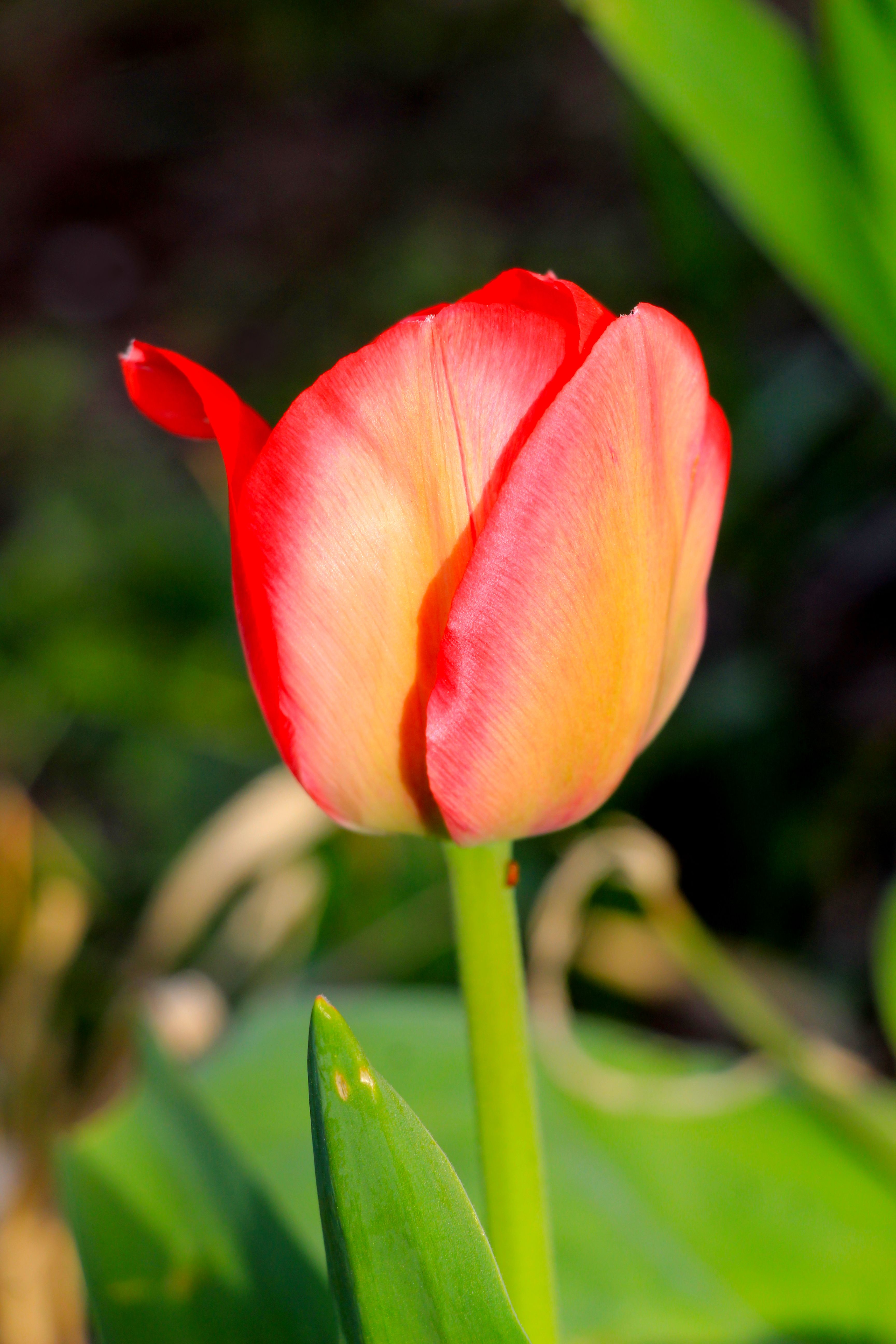 Red Flowering Tulip · Free Stock Photo