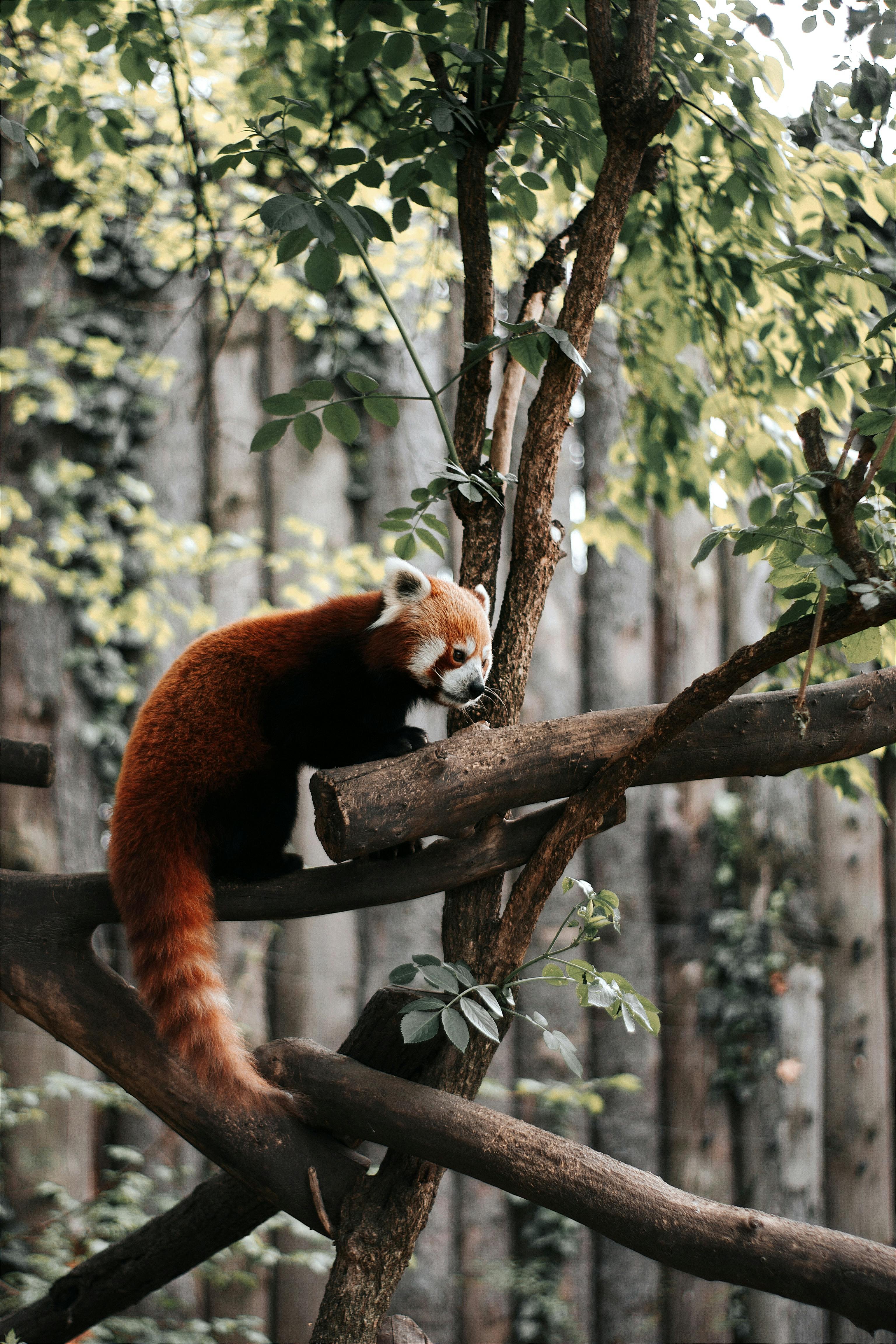 Red Panda in Zoo · Free Stock Photo