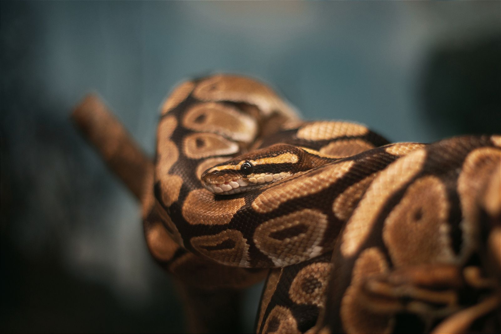 Python Snake Photos, Download The BEST Free Python Snake Stock Photos ...