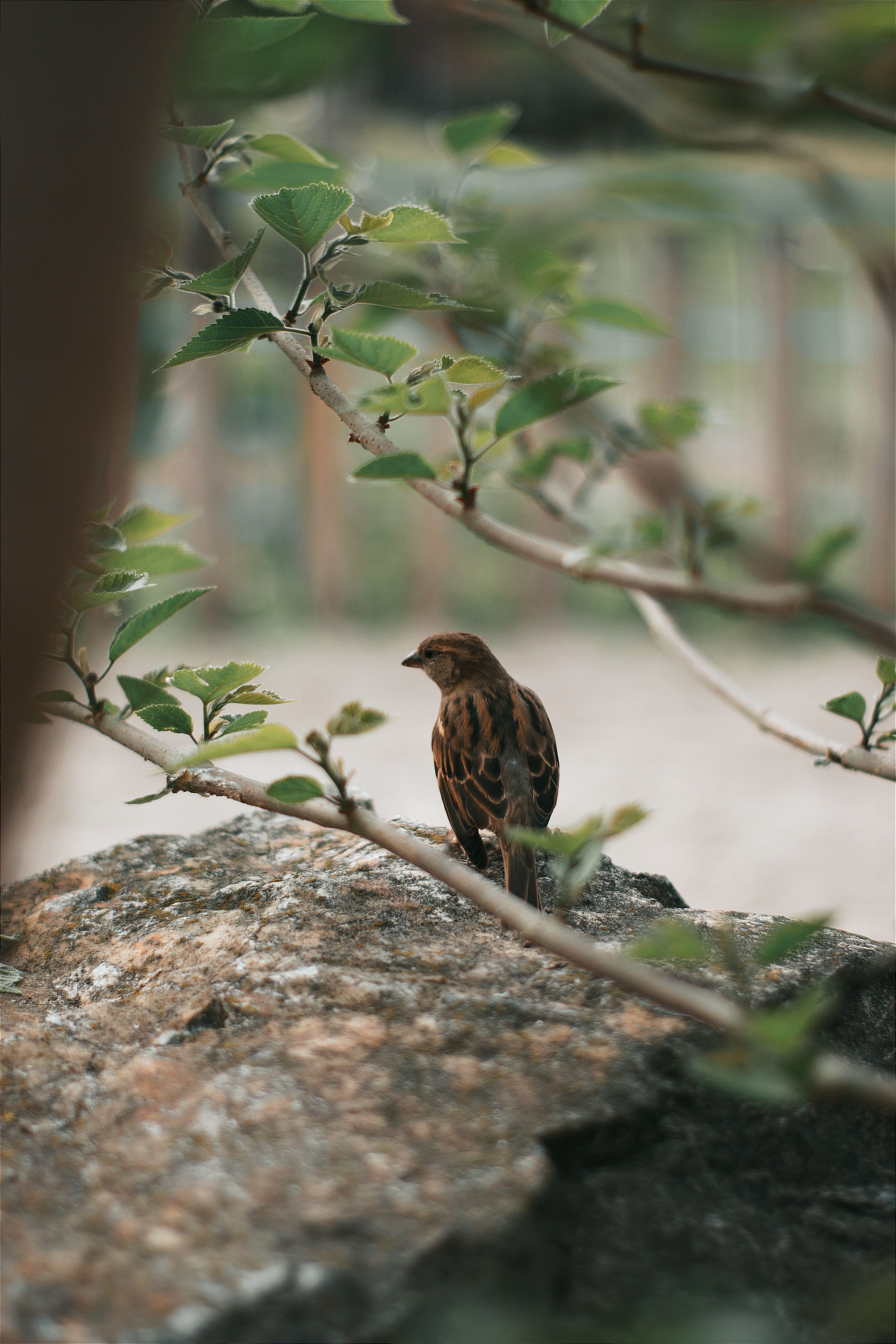 Sahel Bush Sparrow on Rock · Free Stock Photo