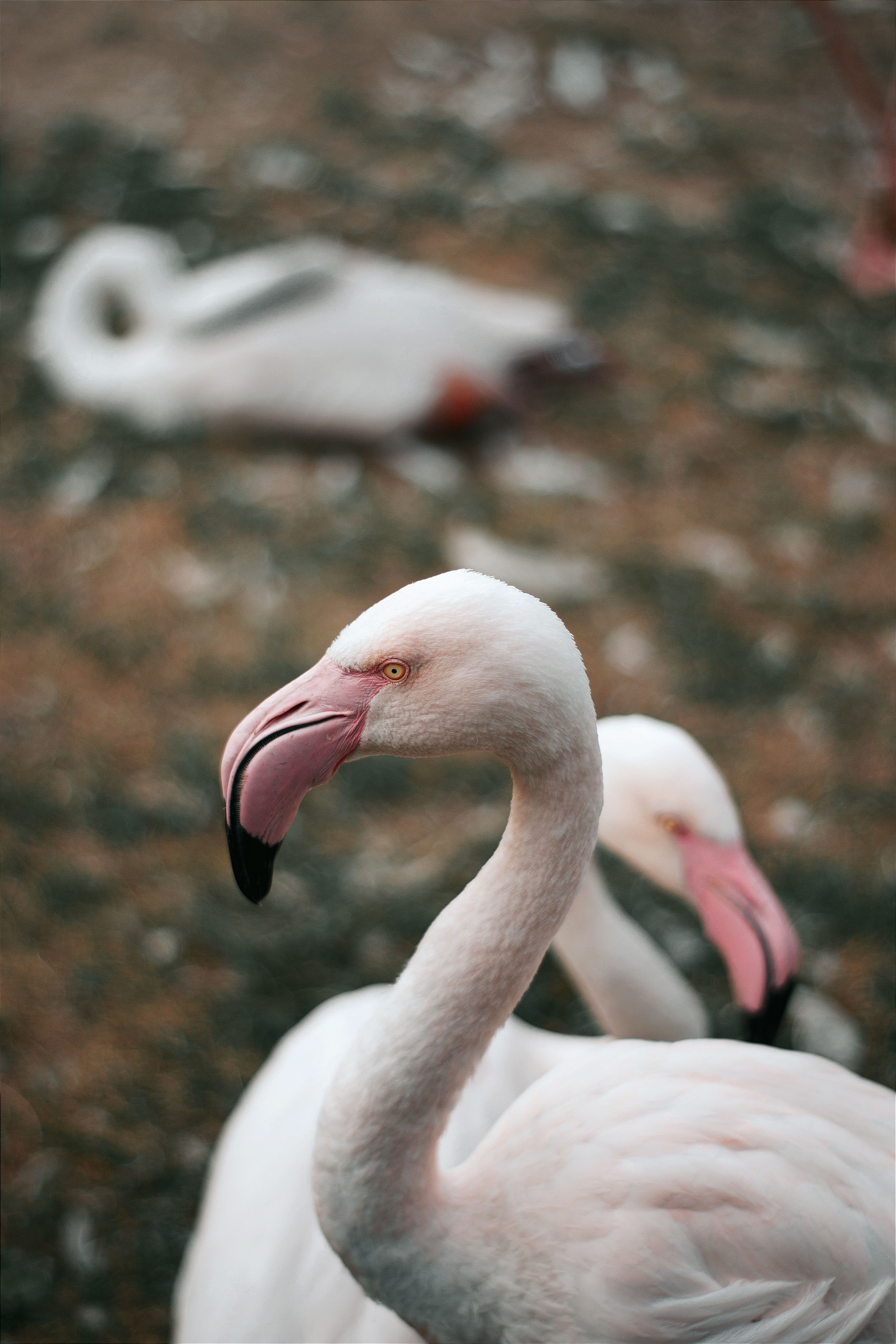 Flock Of Flamingo · Free Stock Photo