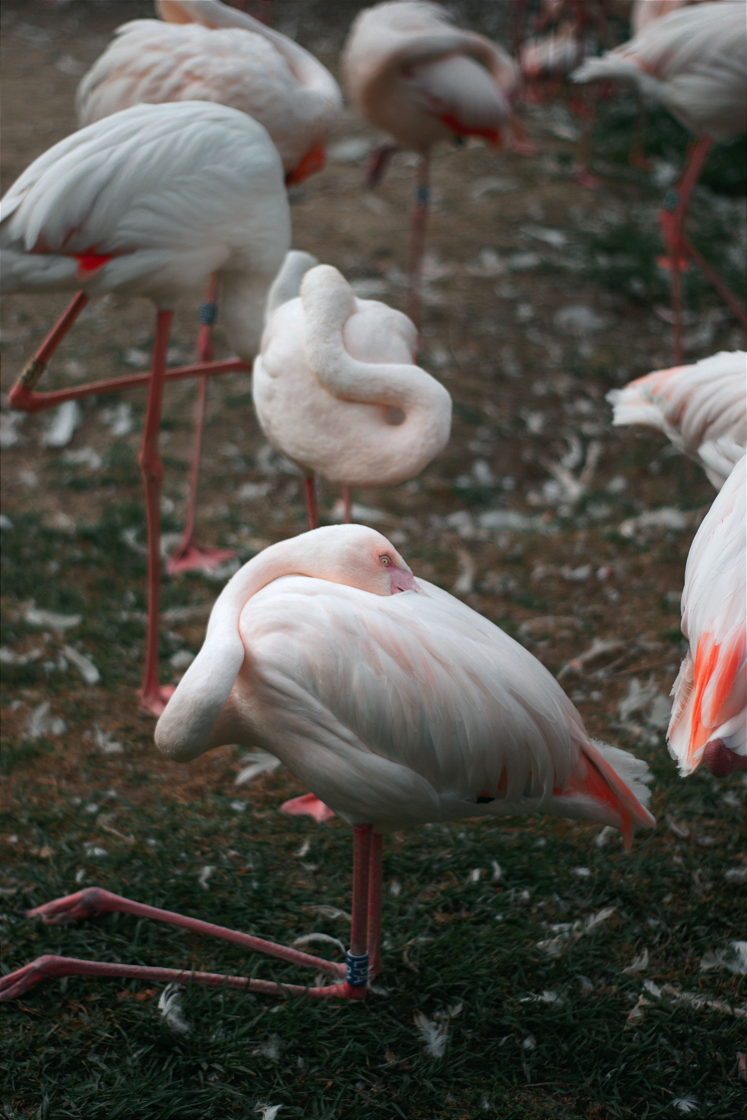 Flock of Flamingos · Free Stock Photo