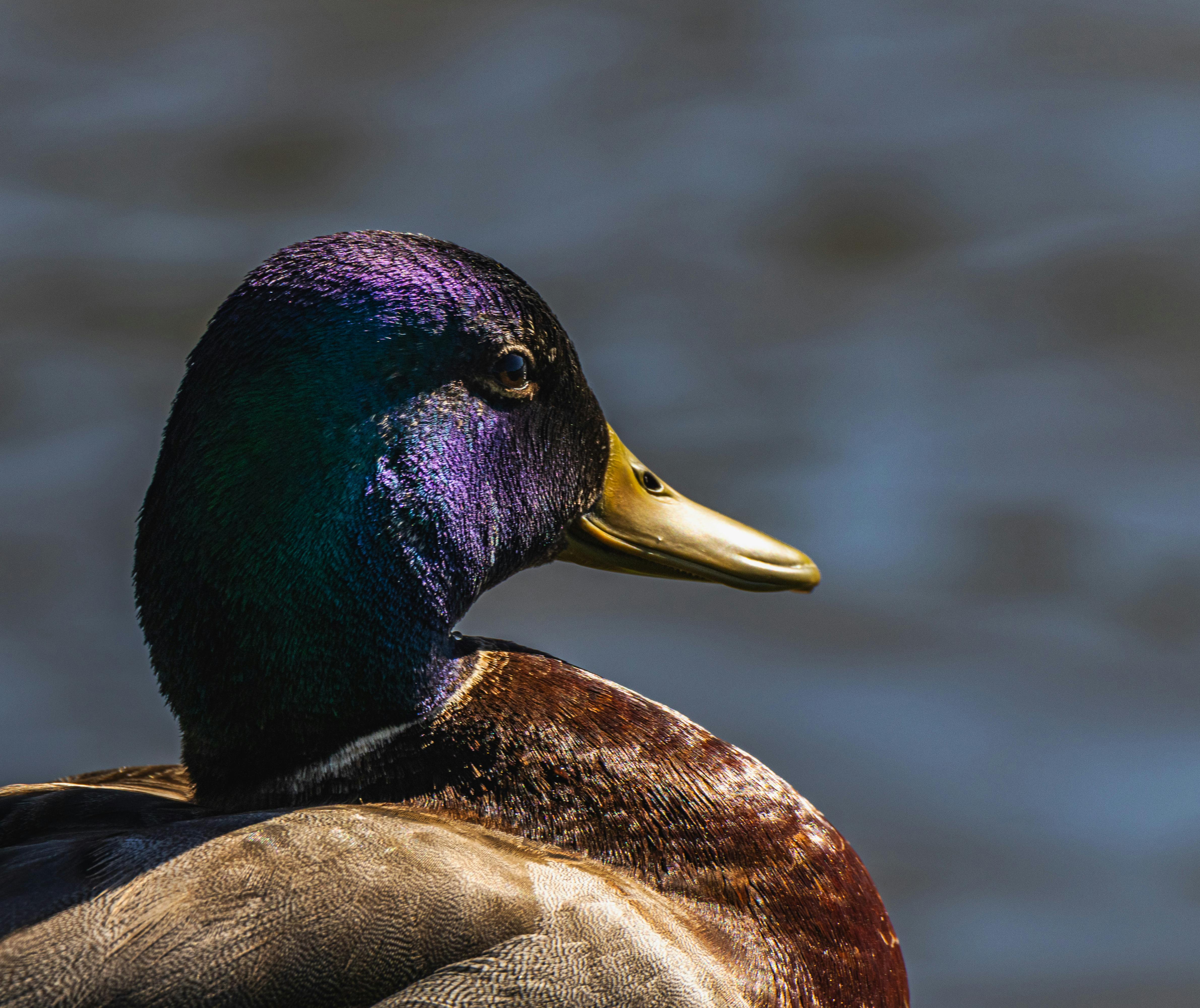 Portrait of Duck · Free Stock Photo