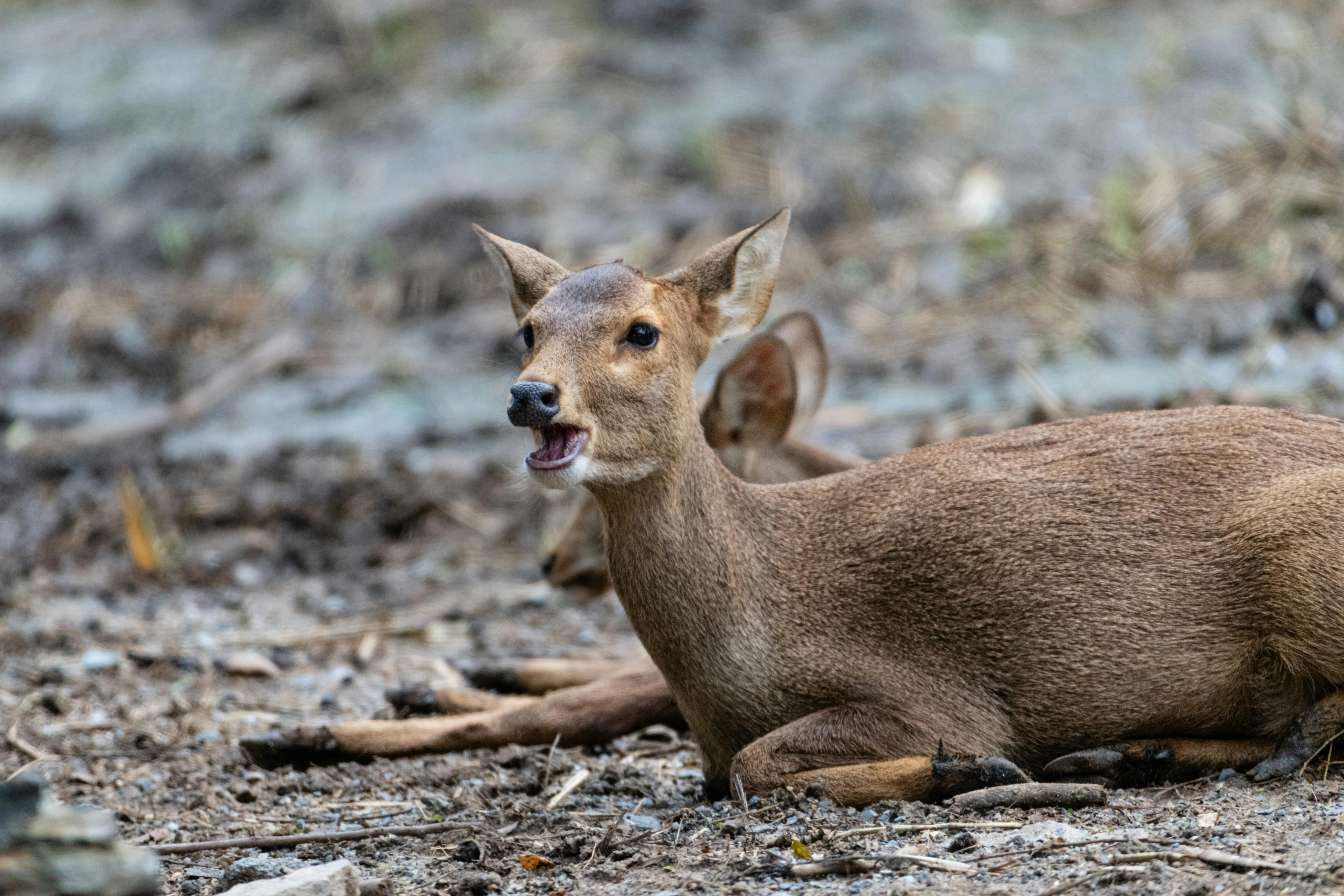 Deer · Free Stock Photo