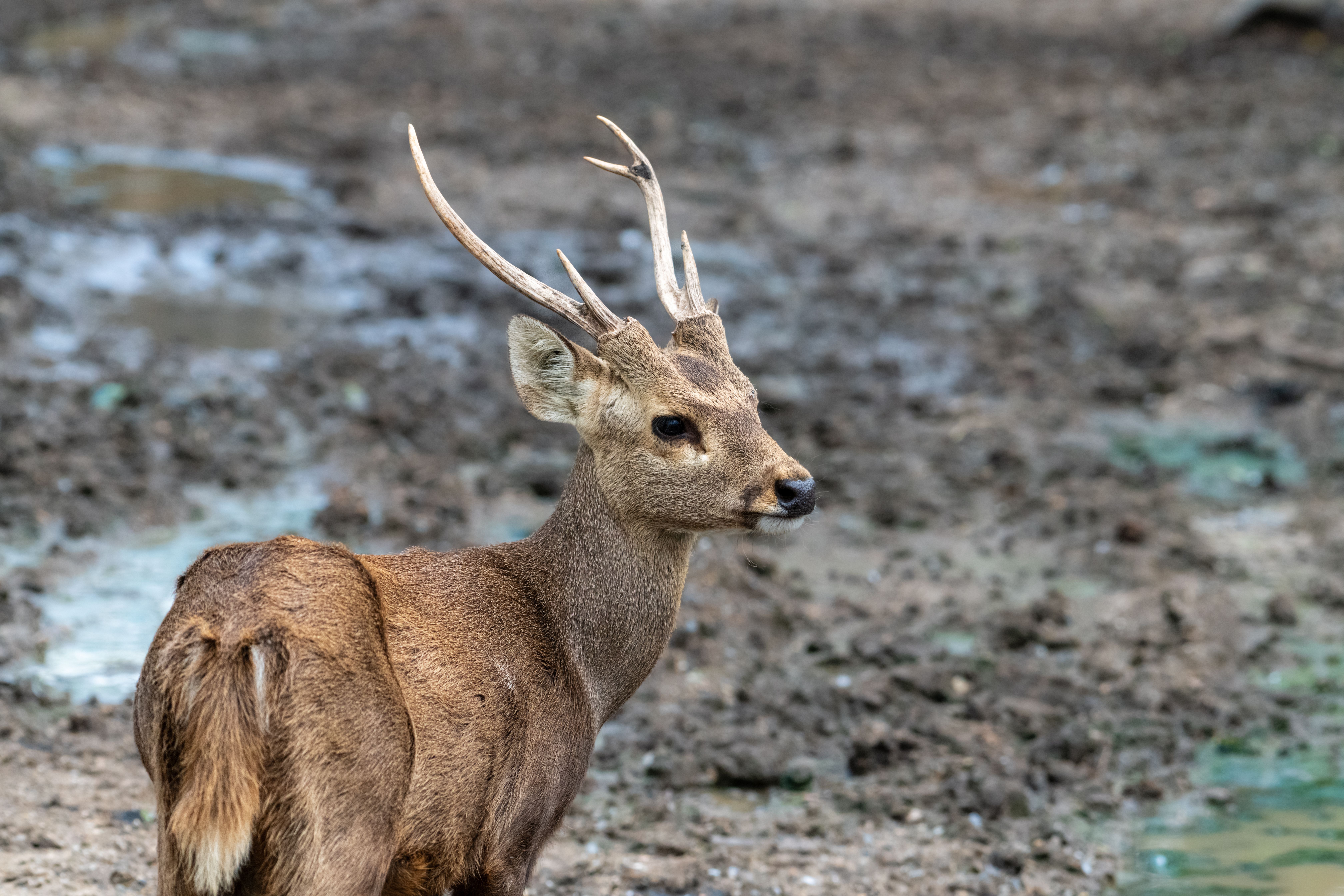 Bawean Deer in Wetland · Free Stock Photo